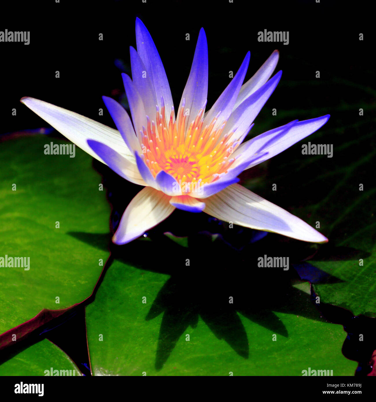 Colourfull of Lotus Stock Photo - Alamy