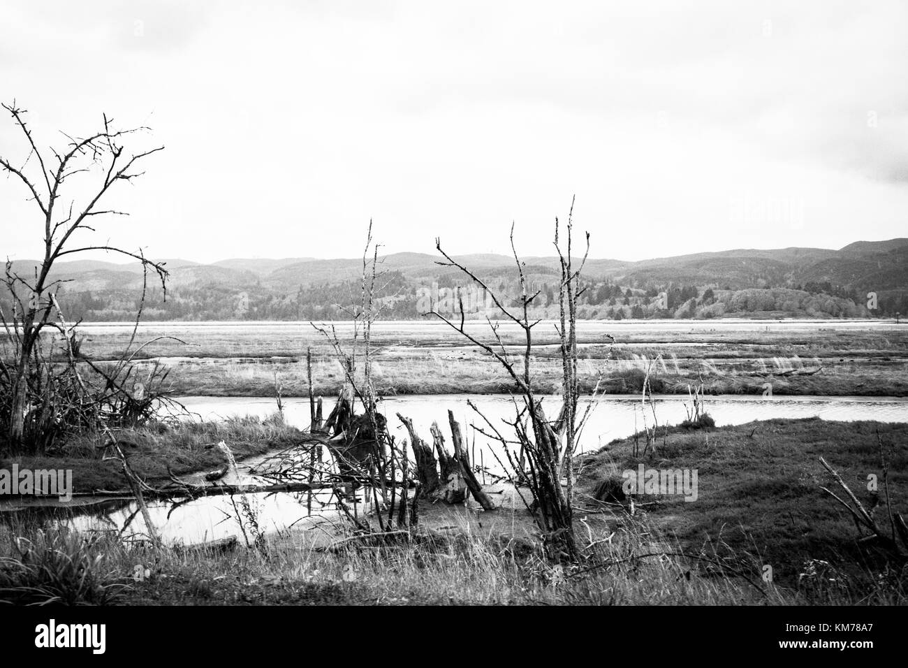 Barren plants Black and White Stock Photos & Images - Alamy