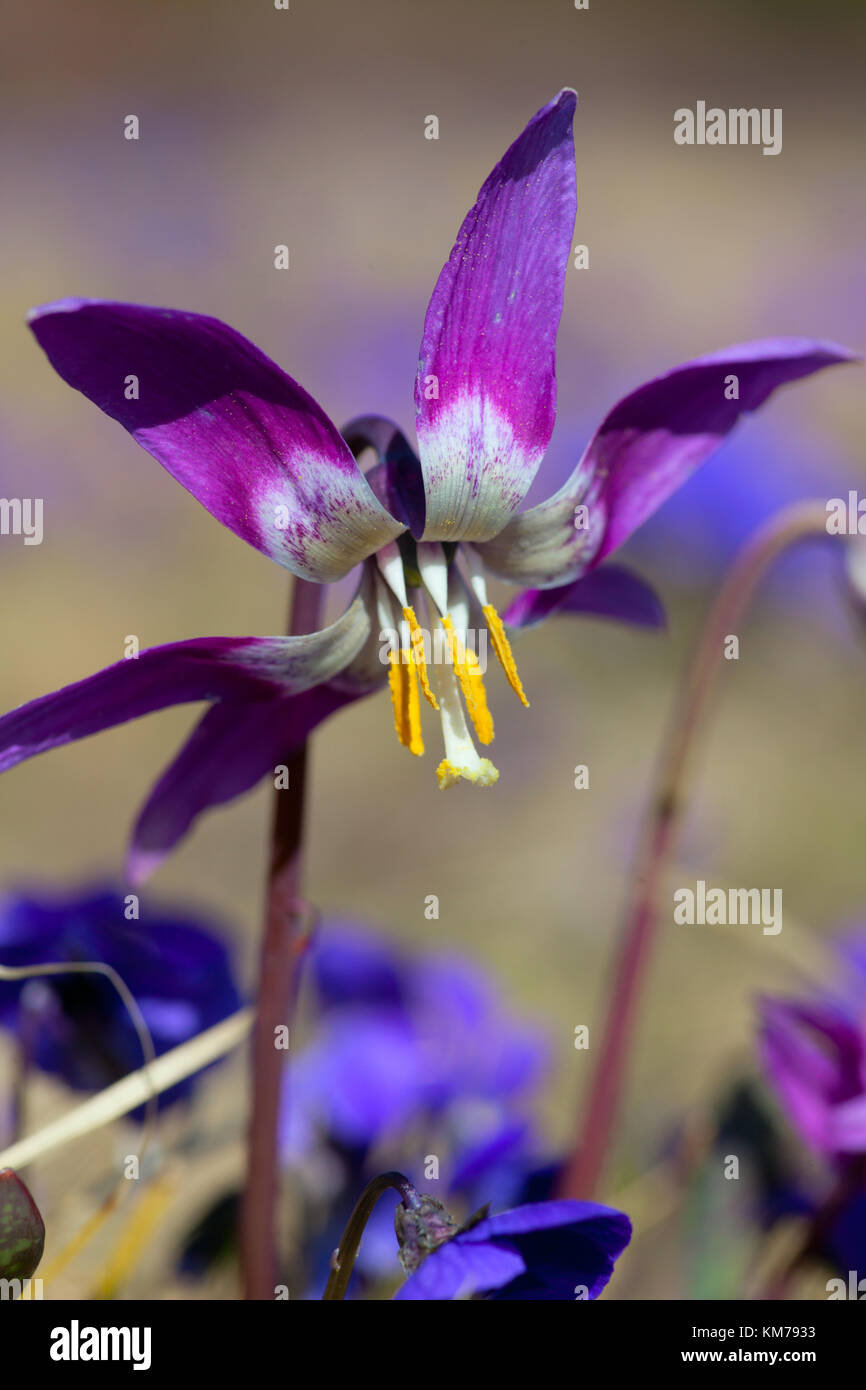 Mayflower. Erythŕonium beautiful flower spring forest Stock Photo - Alamy