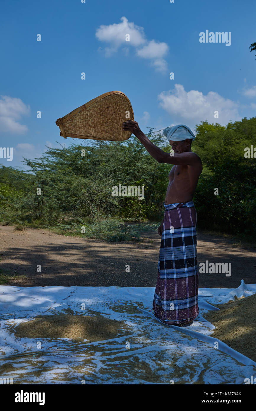 Ancient asian farmer winnowing rice by using bamboo basketwork Stock ...