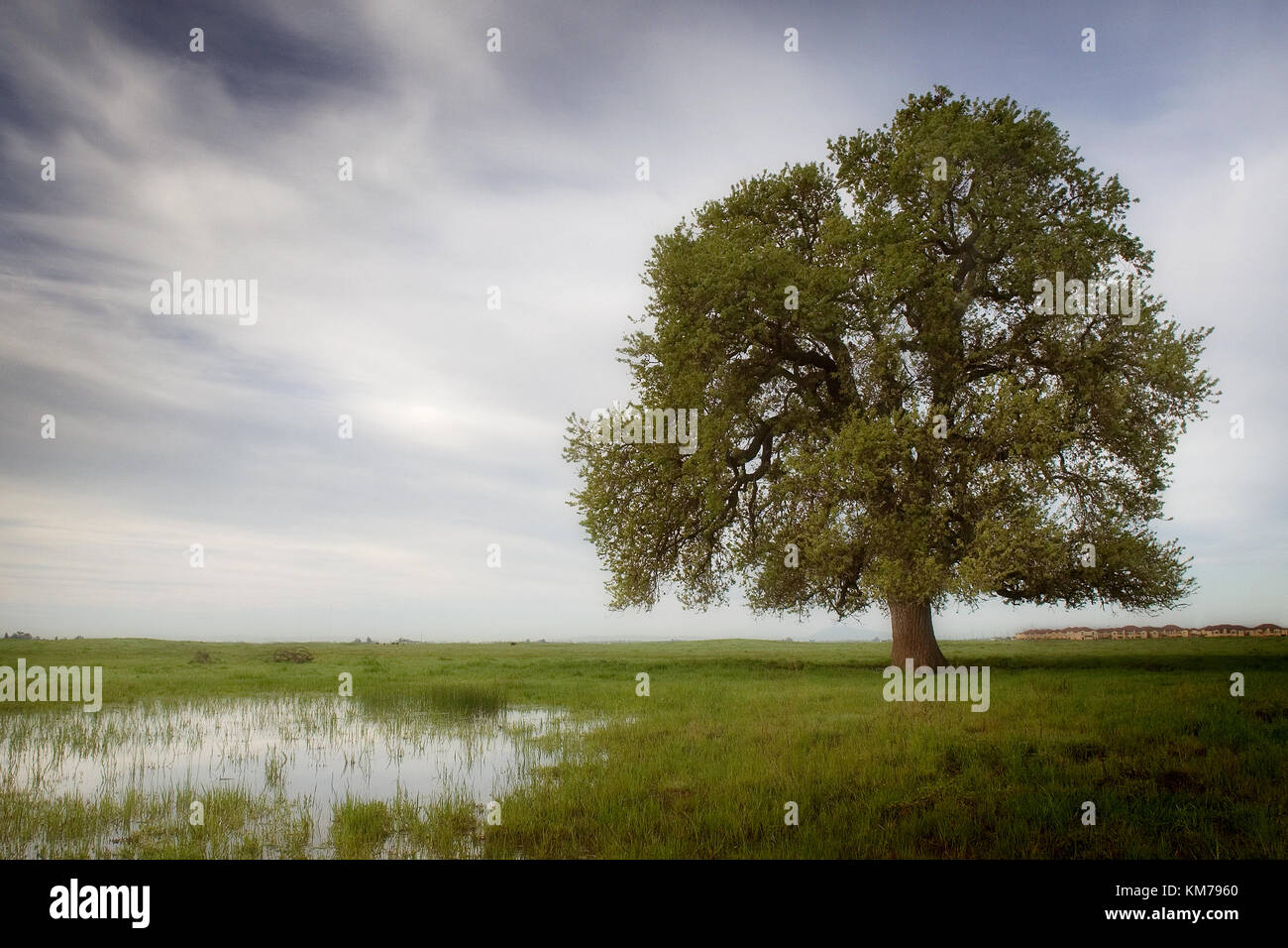 Oak Tree in Meadow Stock Photo - Alamy
