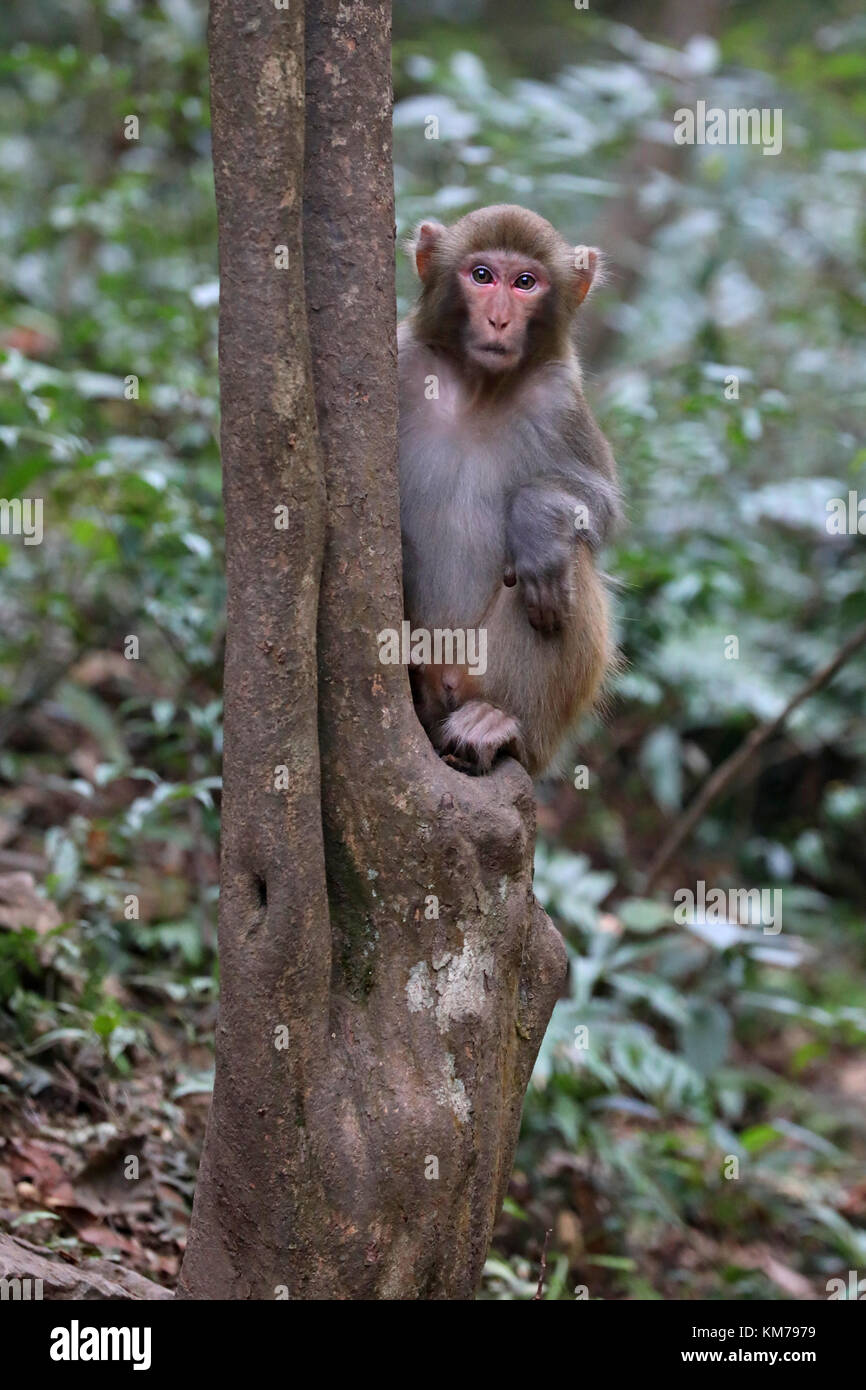 Wild Feral Rhesus Monkeys Living in Zhangjiajie National Park China ...