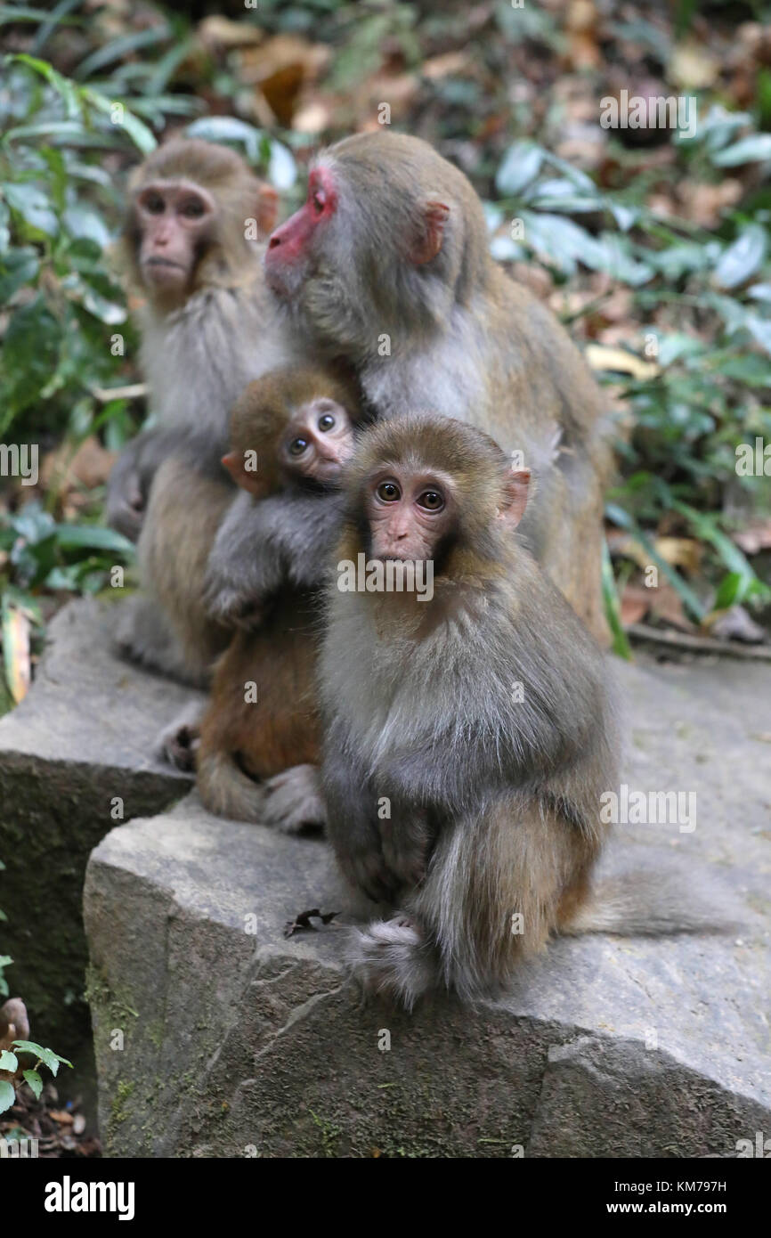 Wild Feral Rhesus Monkeys Living in Zhangjiajie National Park China ...