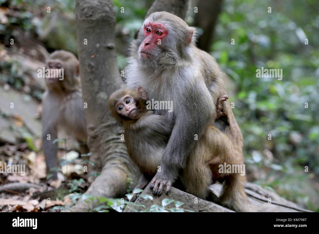Wild Feral Rhesus Monkeys Living in Zhangjiajie National Park China ...