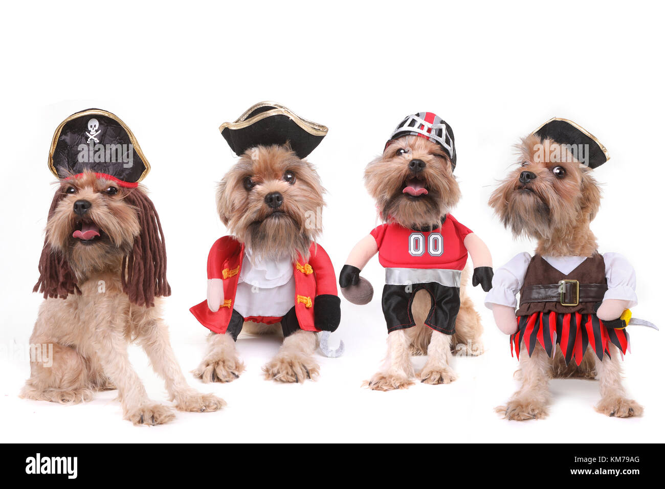 Multiple dog Cut Out Stock Images & Pictures - Alamy