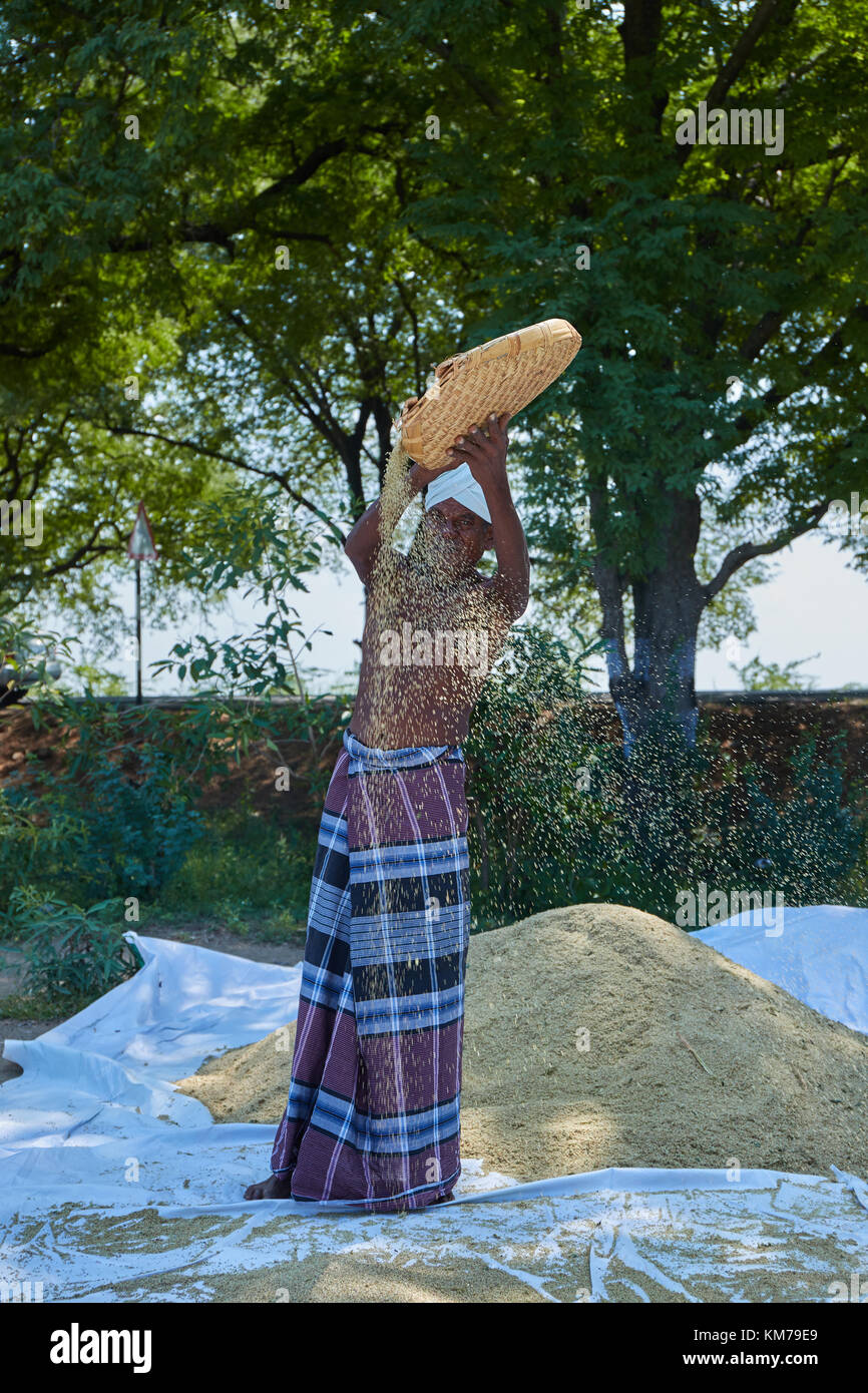 Ancient asian farmer winnowing rice by using bamboo basketwork Stock ...