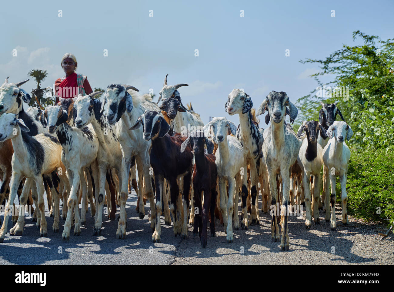 An Indian with goats in countryside in dry arid southwest state of ...