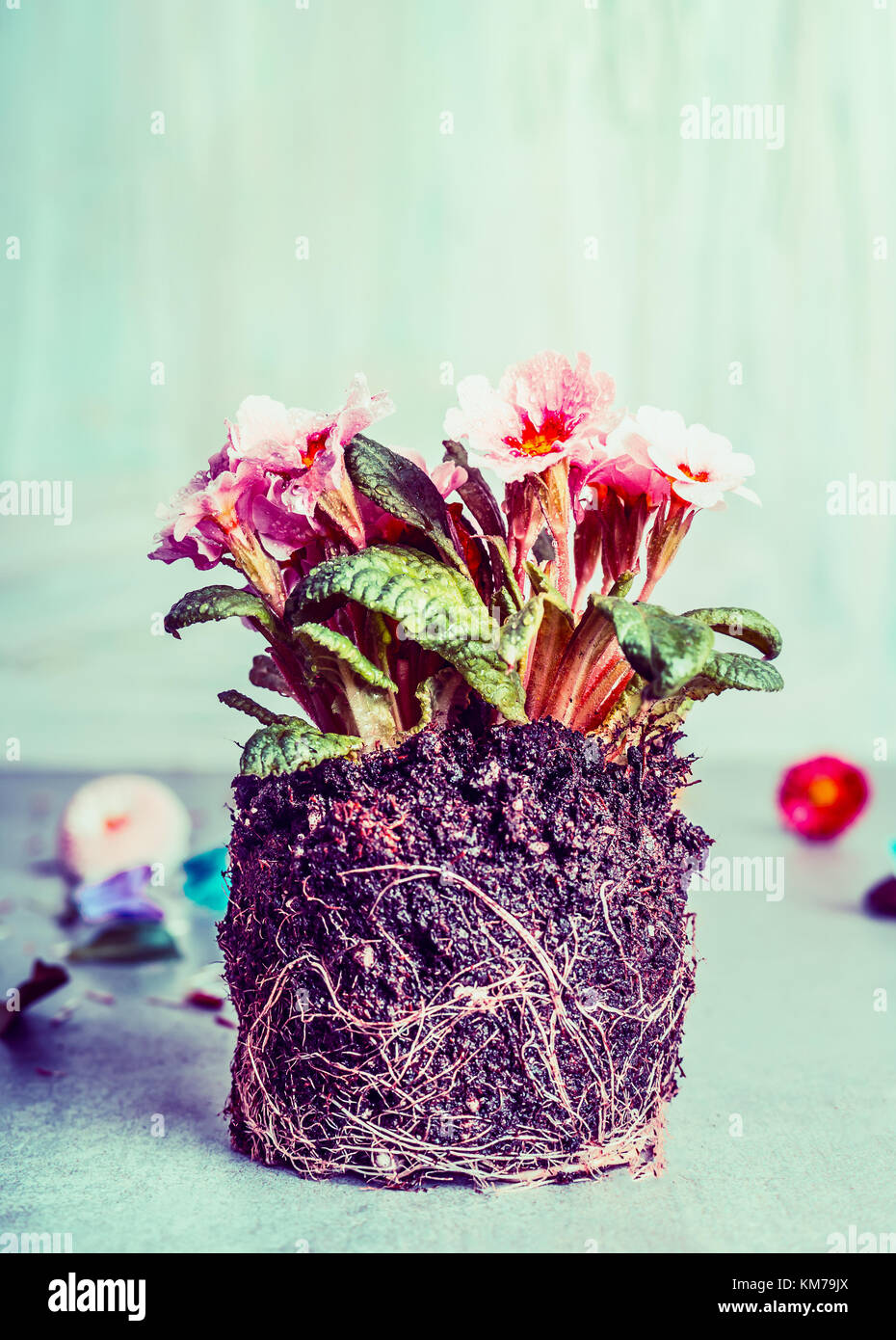 Primula flowers plant with dirt and roots for planting, front view ...