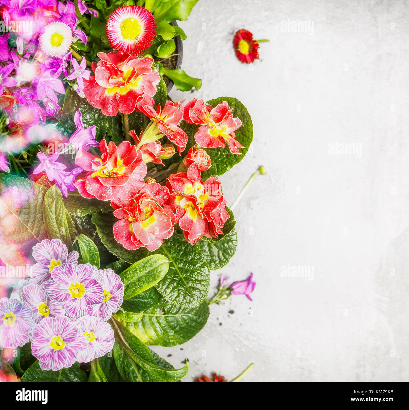 Colorful garden flowers floral border, top view Stock Photo - Alamy