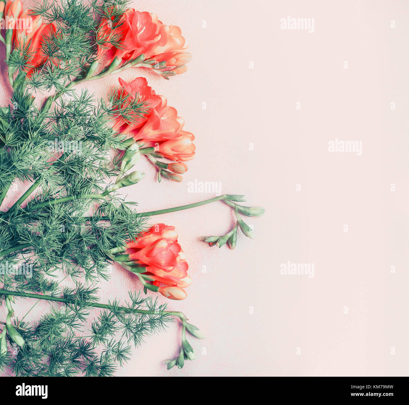 Creative floral border with Freesia flowers on pastel pink background ...