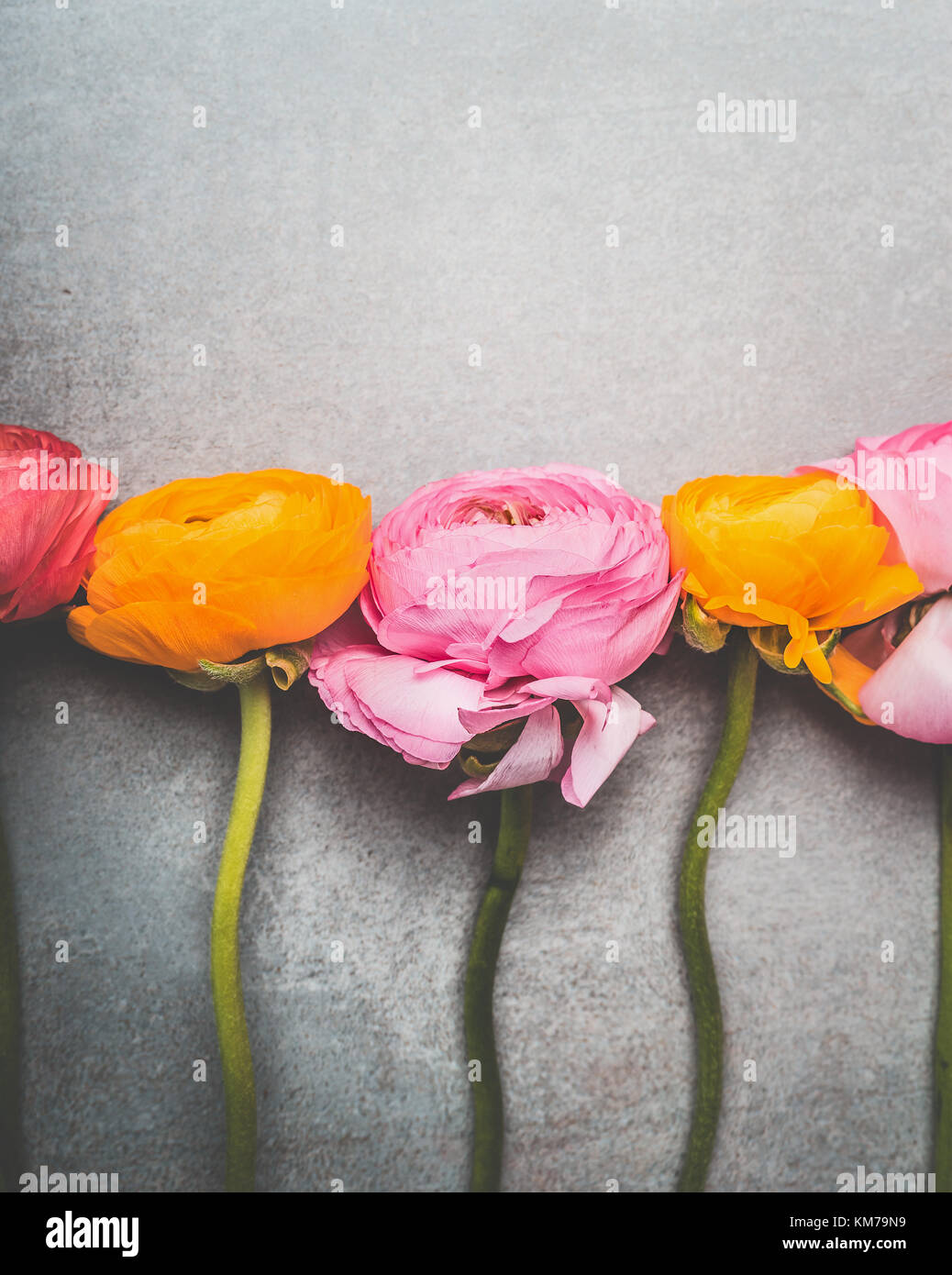 Pretty buttercup flowers on gray background, close up, top view Stock ...