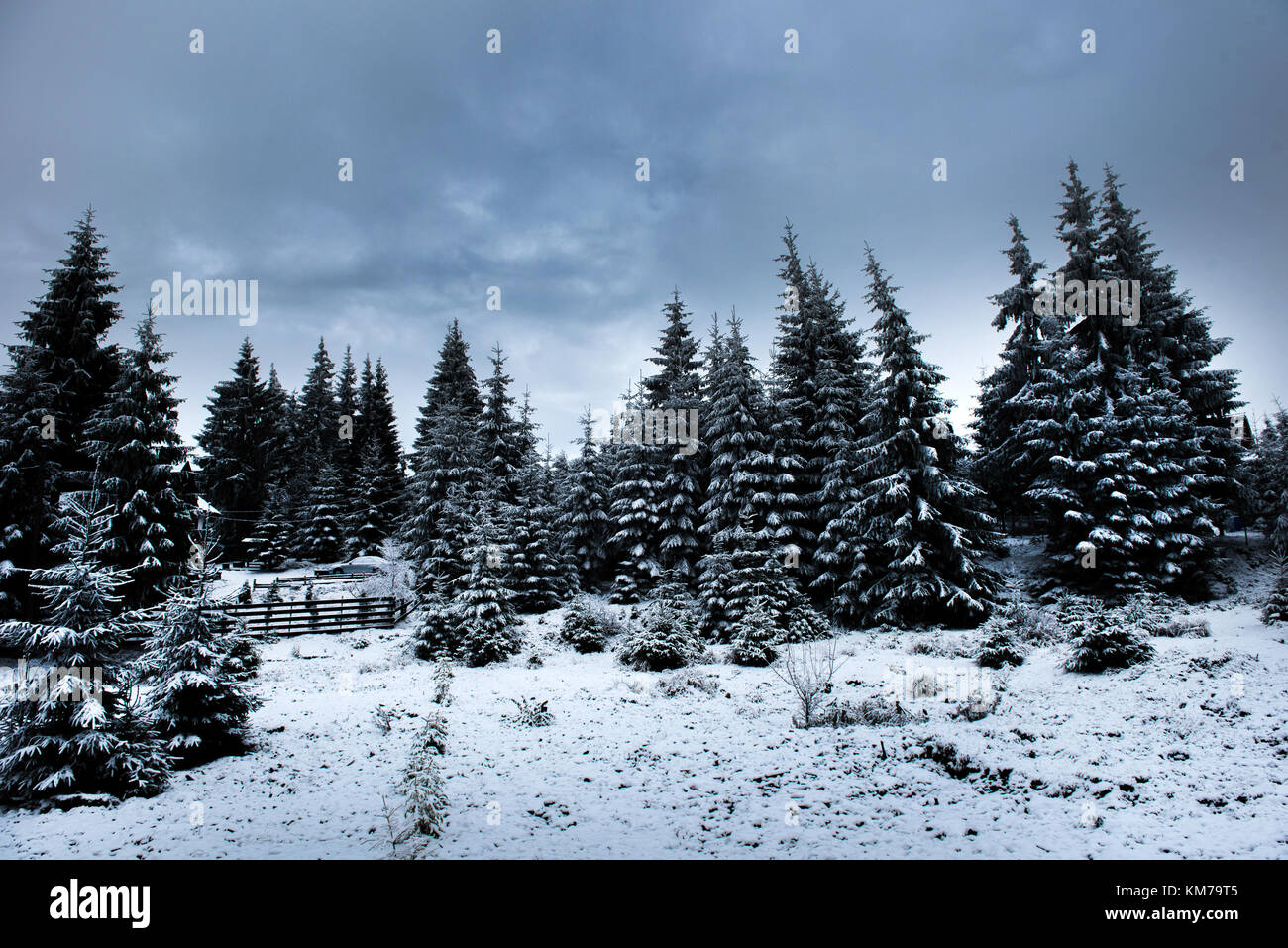 Snowstorm pine trees on hill hi-res stock photography and images - Alamy
