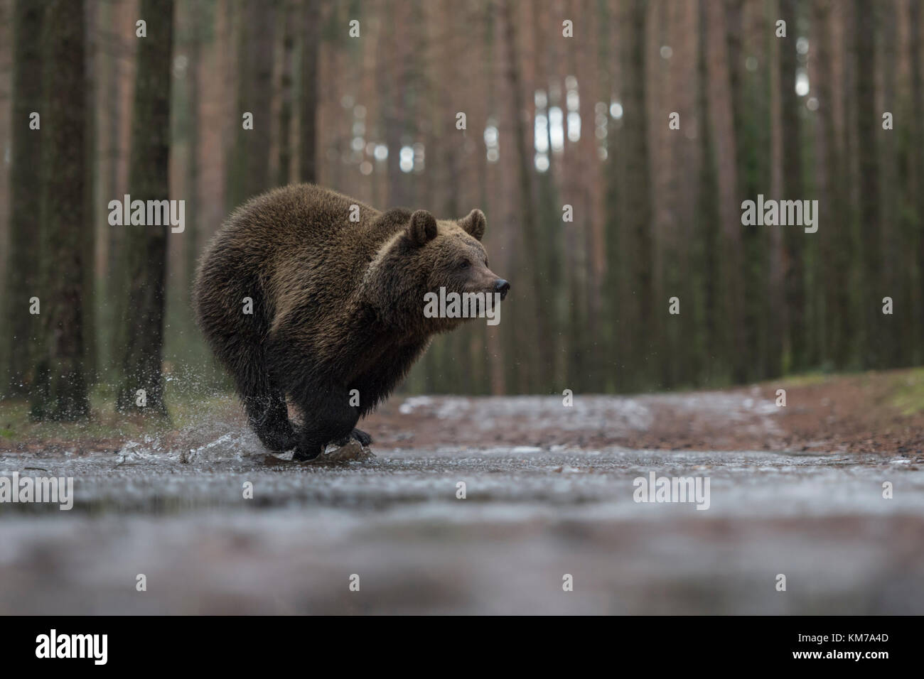 Eurasian Brown Bear ( Ursus arctos ), young cub in a hurry, running ...