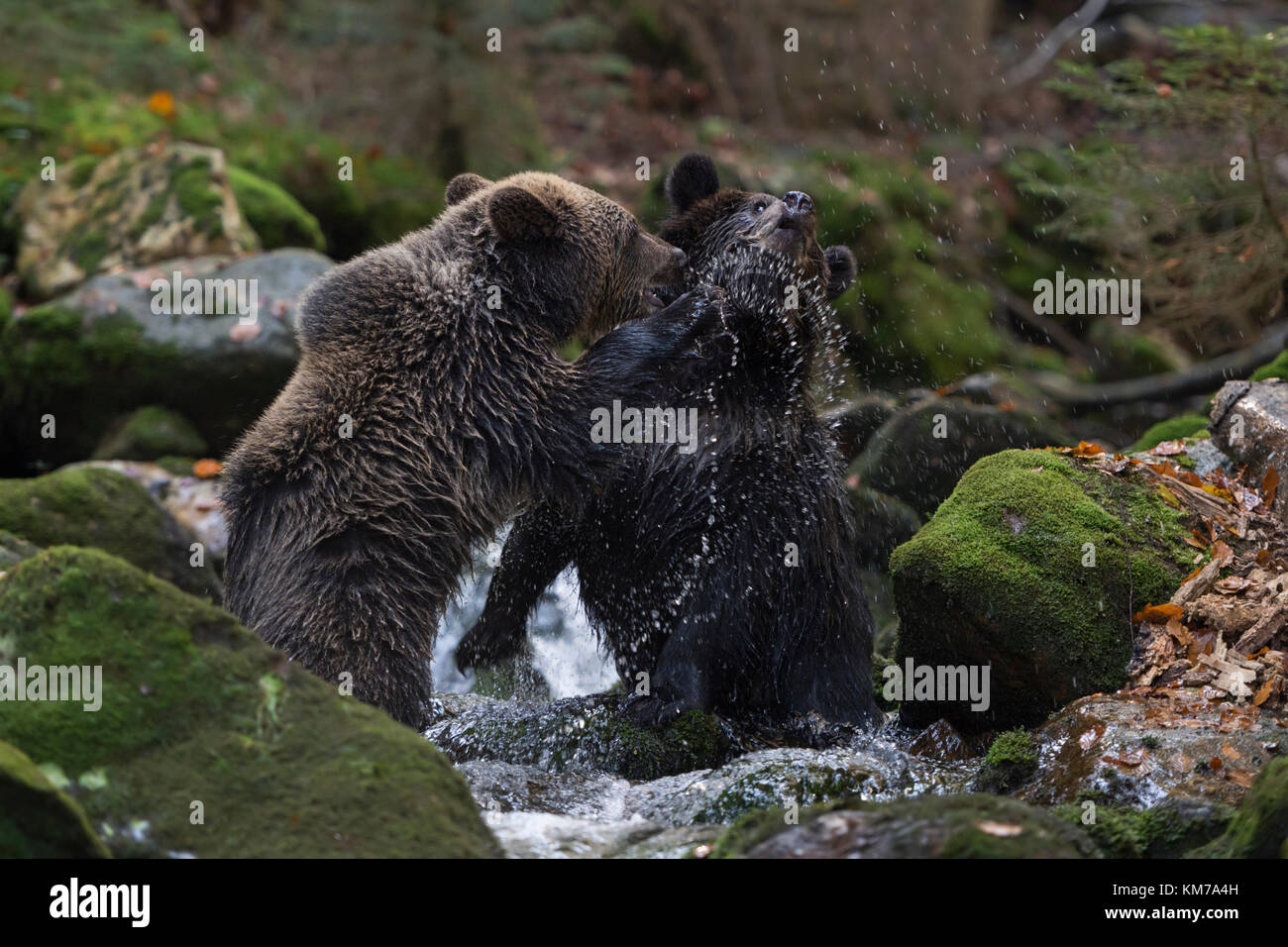 European brown bear cubs hi-res stock photography and images - Alamy