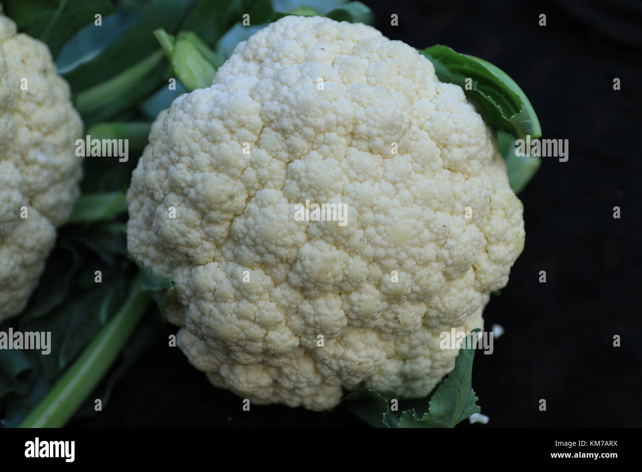 A bunch of cauliflower fresh from the farm Stock Photo - Alamy