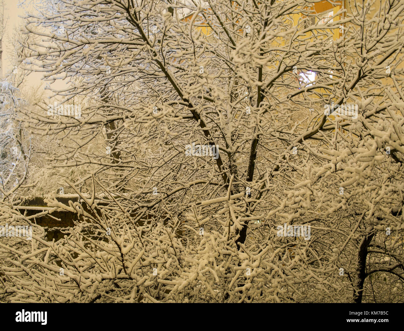Snowy tree front of window Stock Photo - Alamy