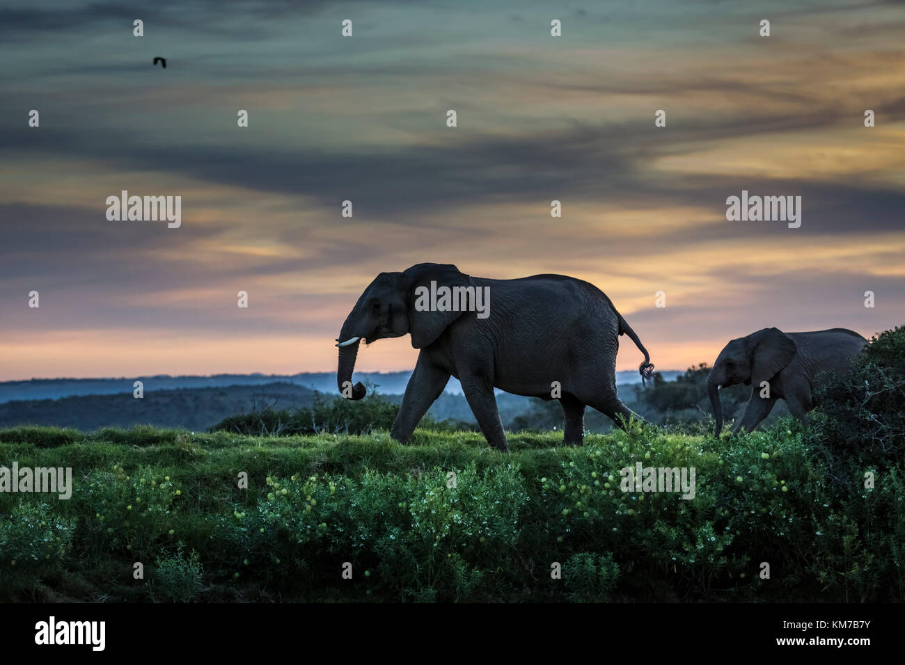 A sunset silhouette of two elephants walking one behind the other ...
