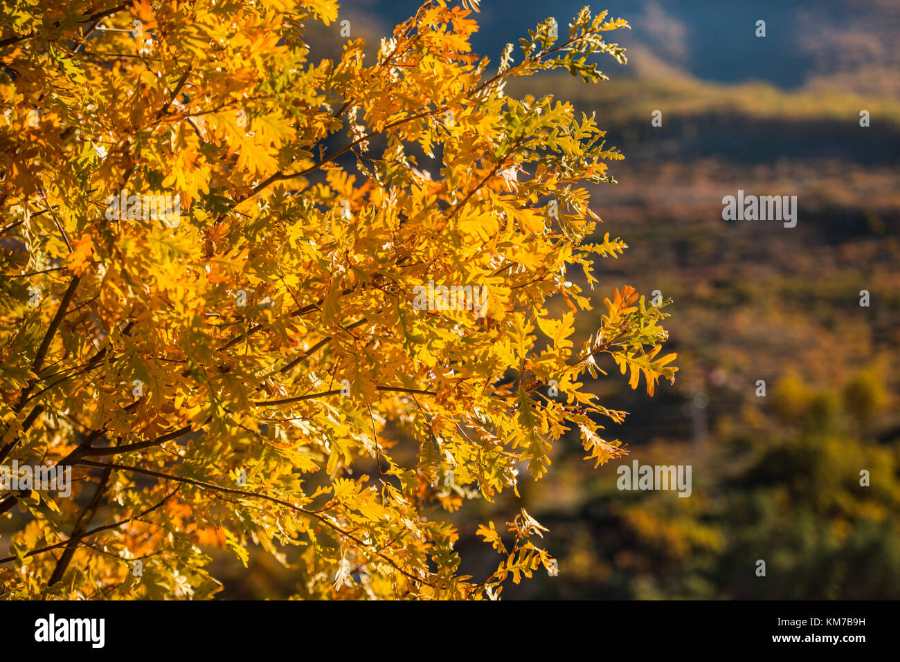 View of different types of trees with different autumnal colors at ...