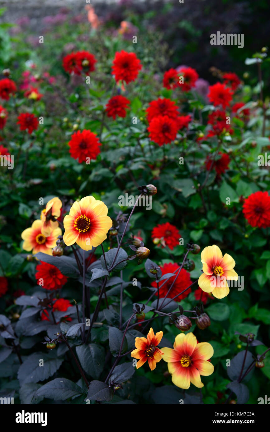 Dahlia moonfire,Dahlia Barbarosa,yellow, red,decorative,flower,flowers ...