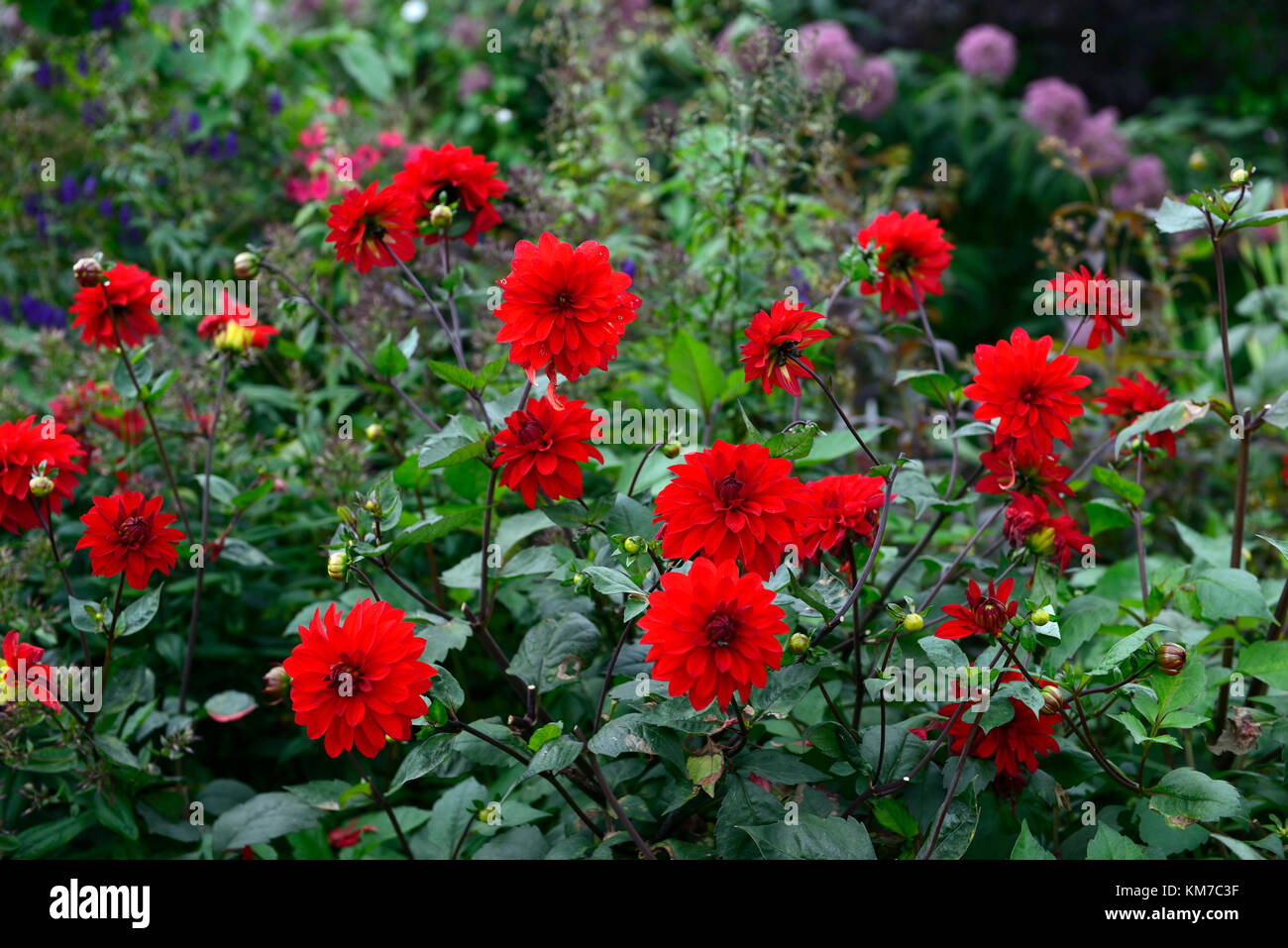Dahlia Barbarosa, red,decorative,flower,flowers,flowering,dahlias, RM ...