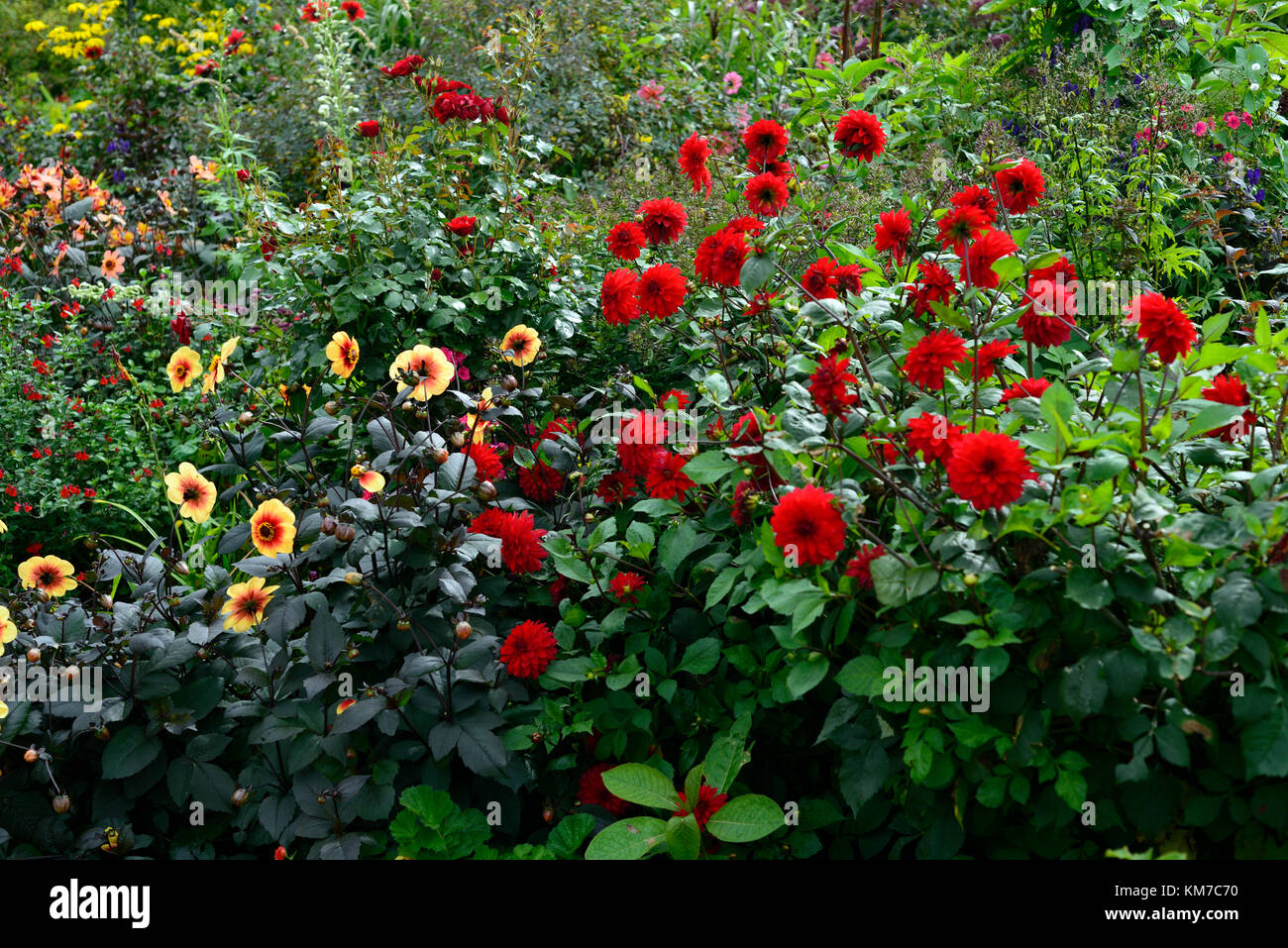 Dahlia moonfire,Dahlia Barbarosa,yellow, red,decorative,flower,flowers ...