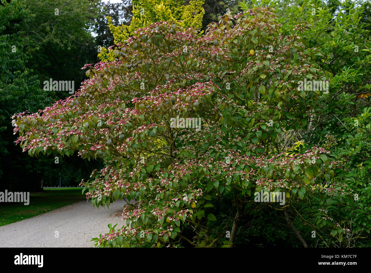 Clerodendrum trichotomum,Harlequin glorybower,glorytree,peanut butter ...
