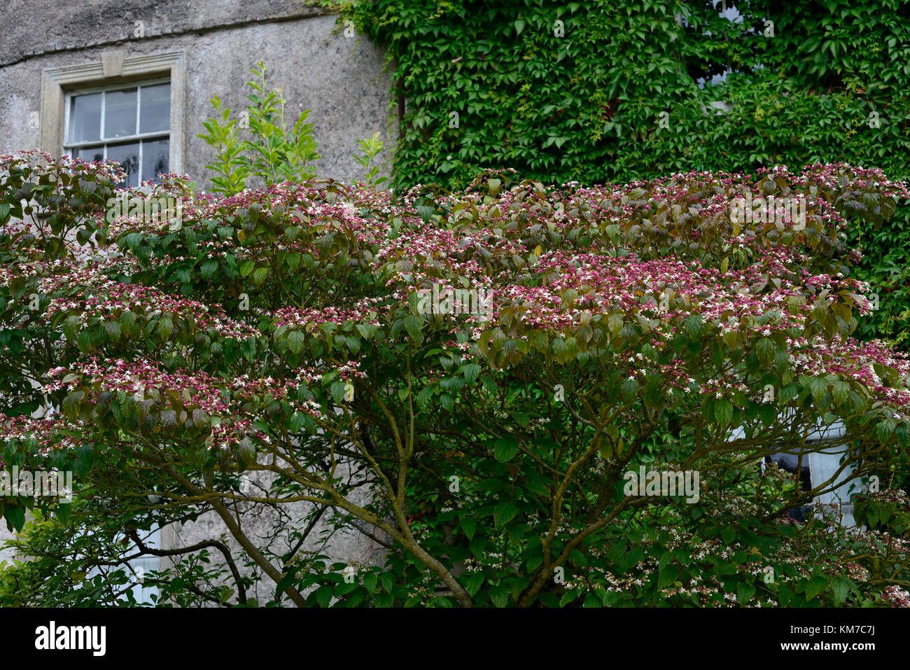 Clerodendrum trichotomum,Harlequin glorybower,glorytree,peanut butter ...