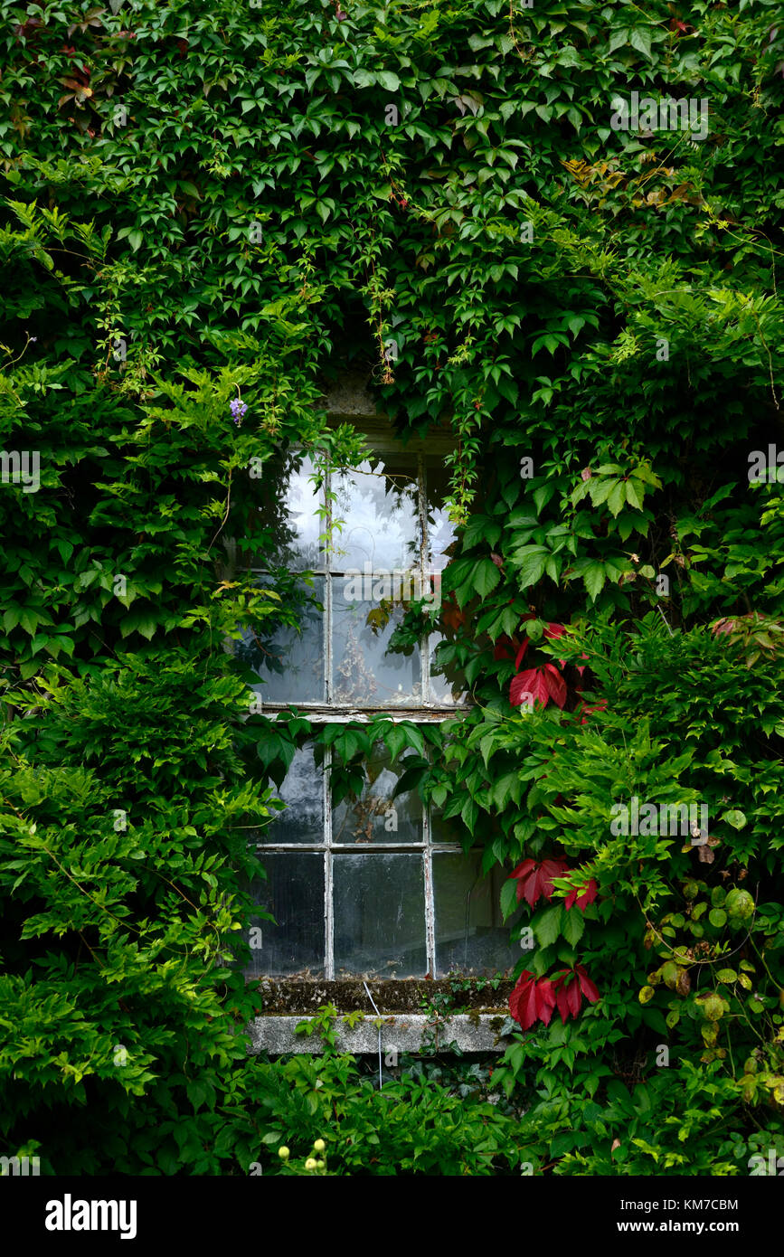 Parthenocissus quinquefolia,Virginia creeper,cover,covering,covered ...