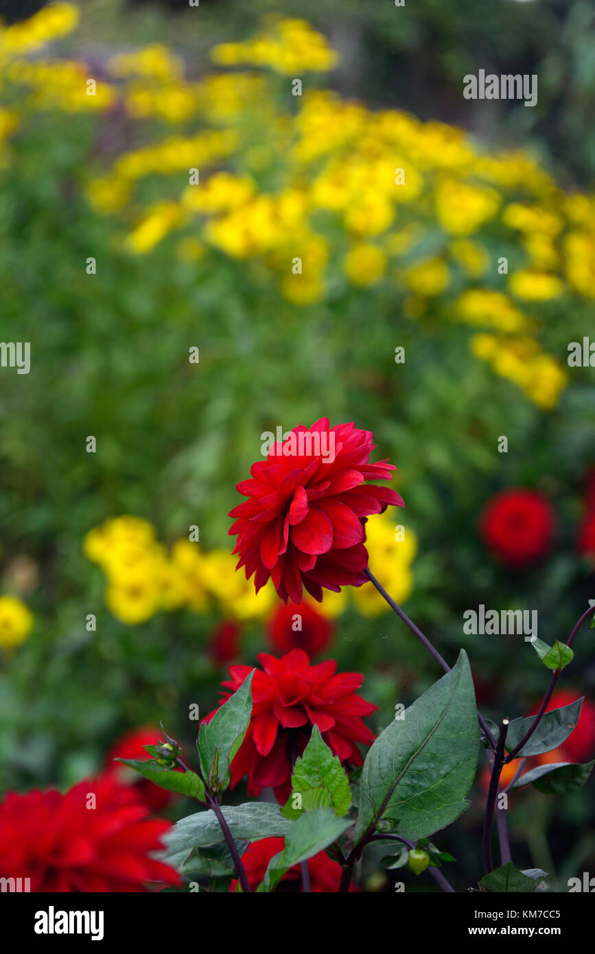 Dahlia Barbarosa, red,decorative,flower,flowers,flowering,yellow ...