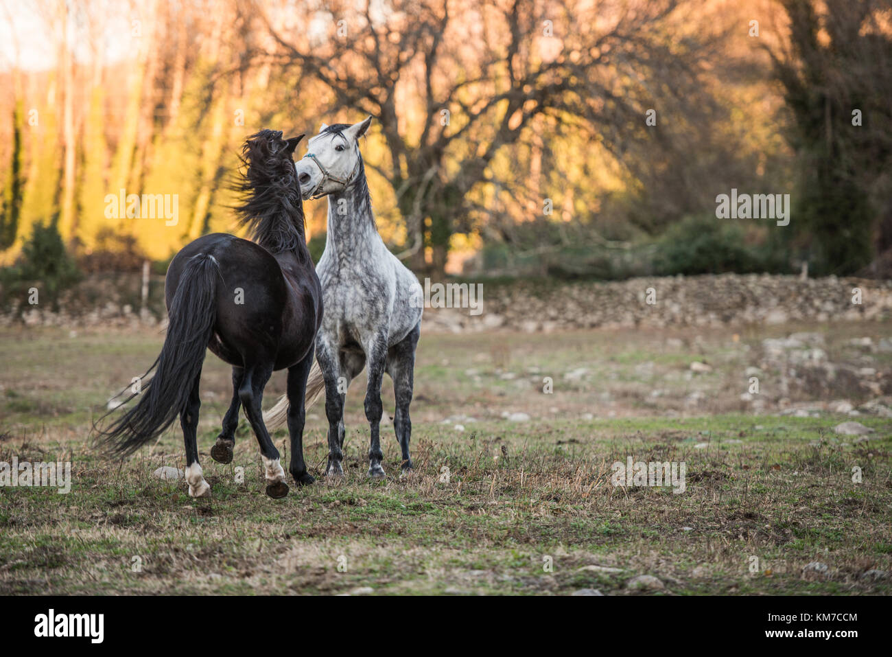 Pair of hoofed animals hi-res stock photography and images - Alamy
