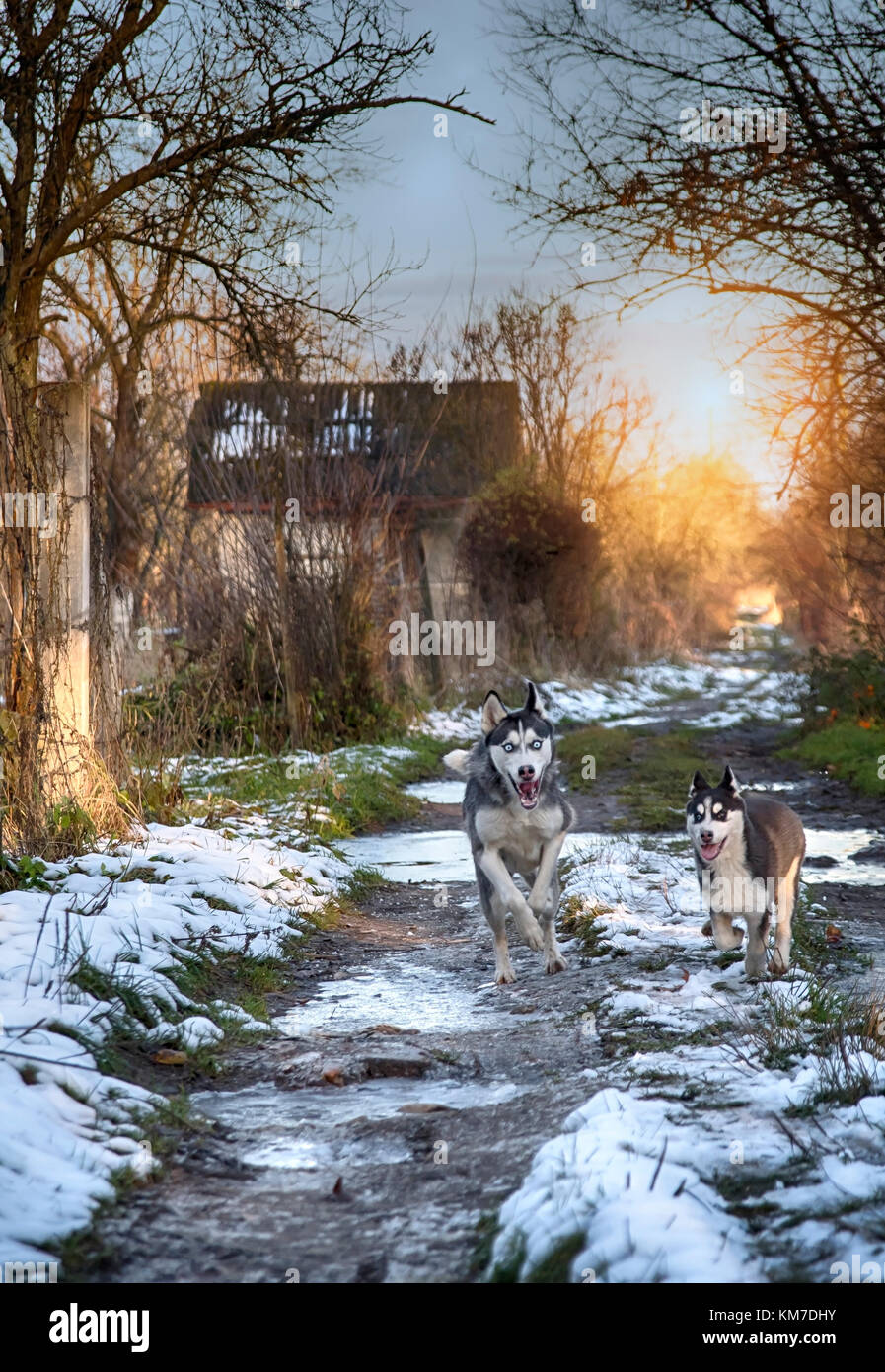 Dog breed husky on walk hi-res stock photography and images - Alamy