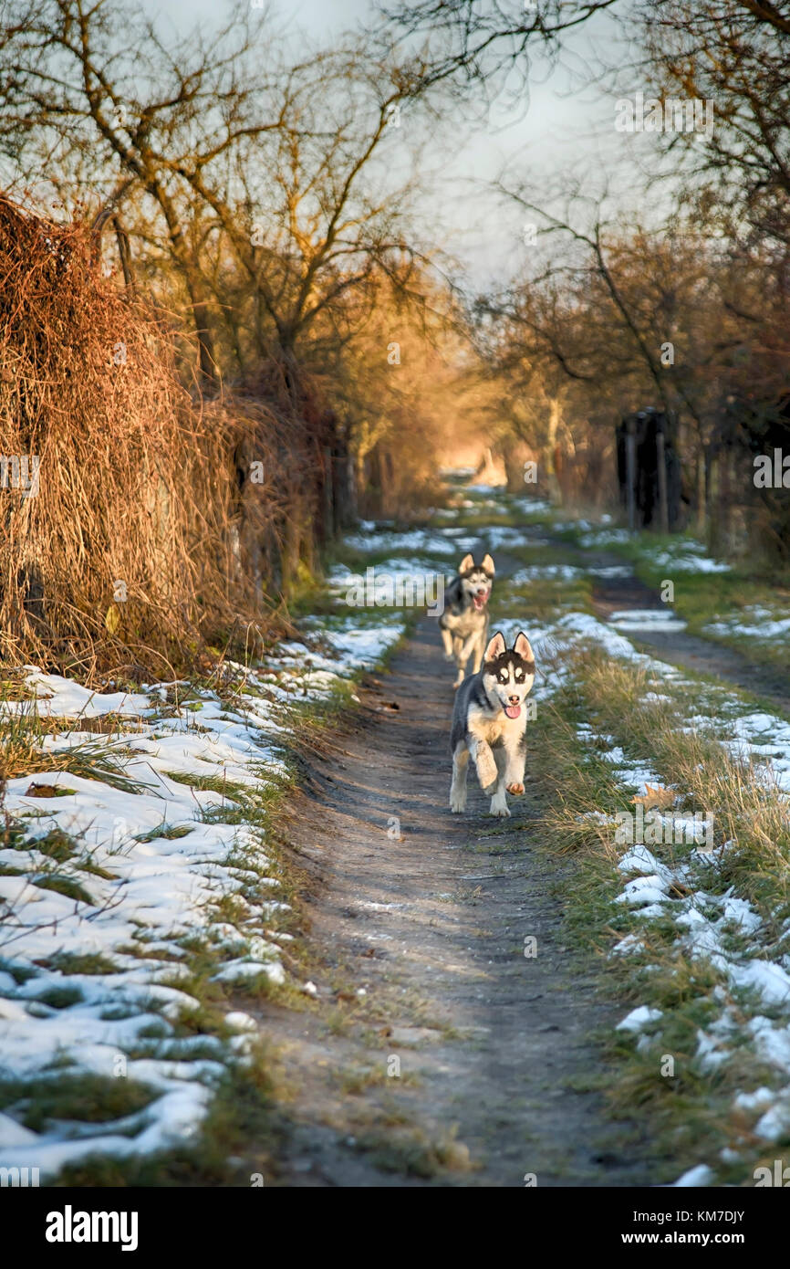 happy Siberian husky on walk in winter park Stock Photo - Alamy