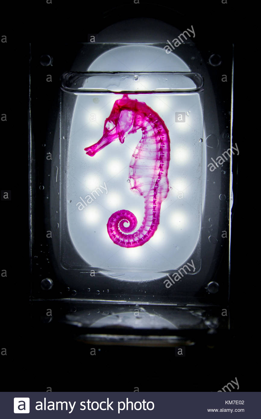 Hippocampus Stock Photos & Hippocampus Stock Images - Alamy Hippocampus Stock Photos & Hippocampus Stock Images - Alamy