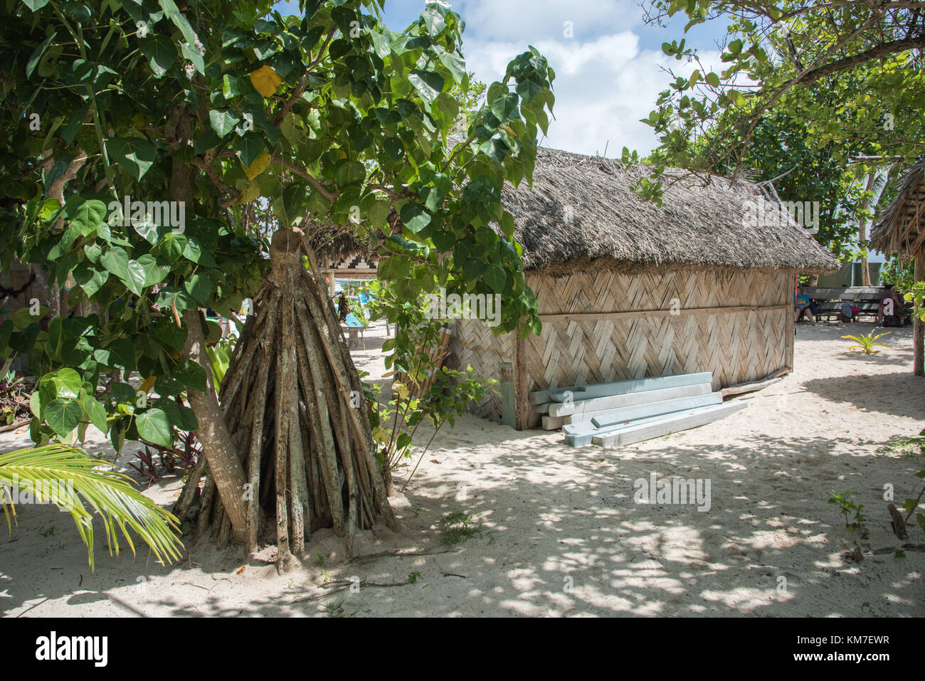 Mystery Island, Vanuatu-December 2,2016: Mangrove tree and thatched ...