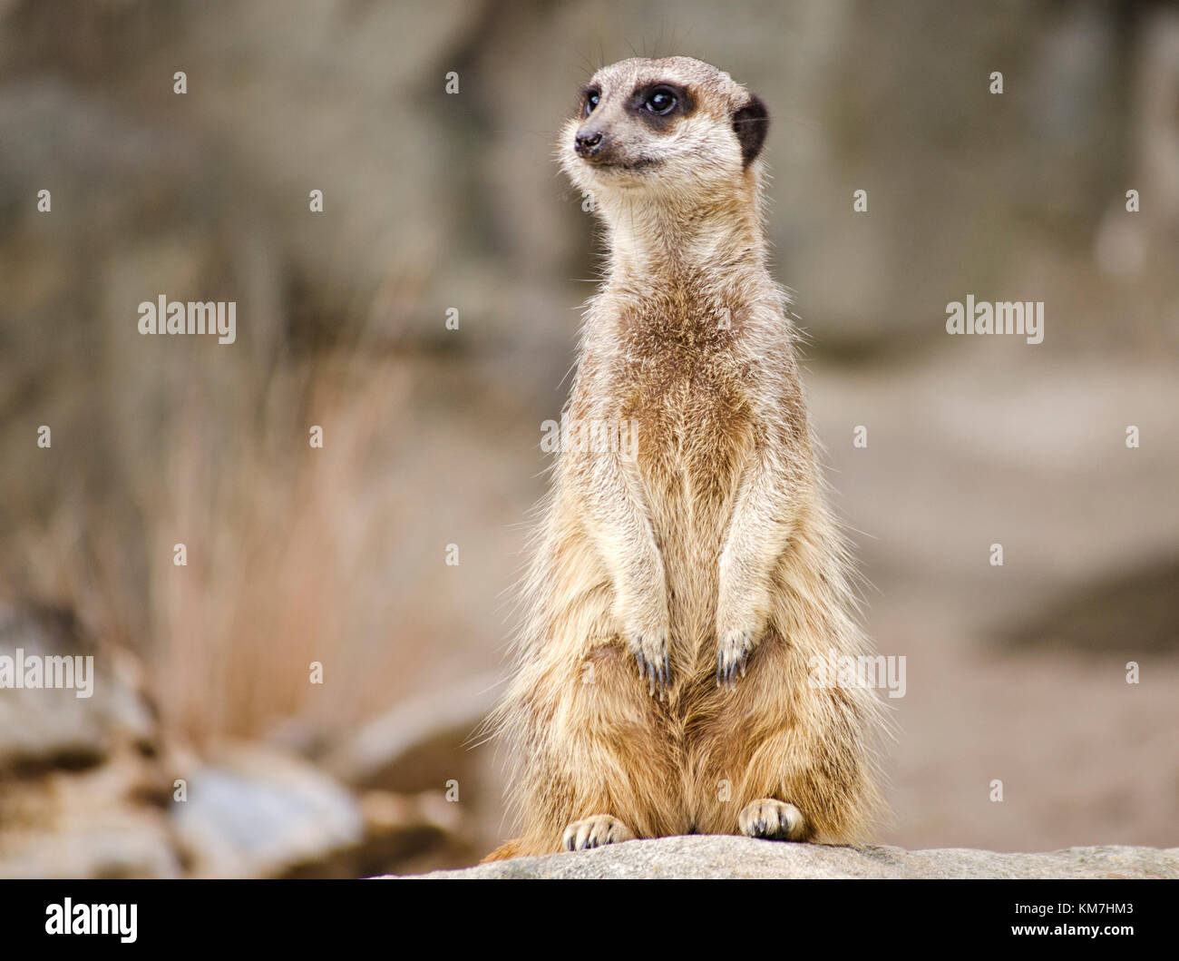 Animal wild guard hi-res stock photography and images - Alamy