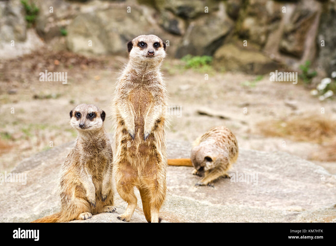 Animal wild guard hi-res stock photography and images - Alamy