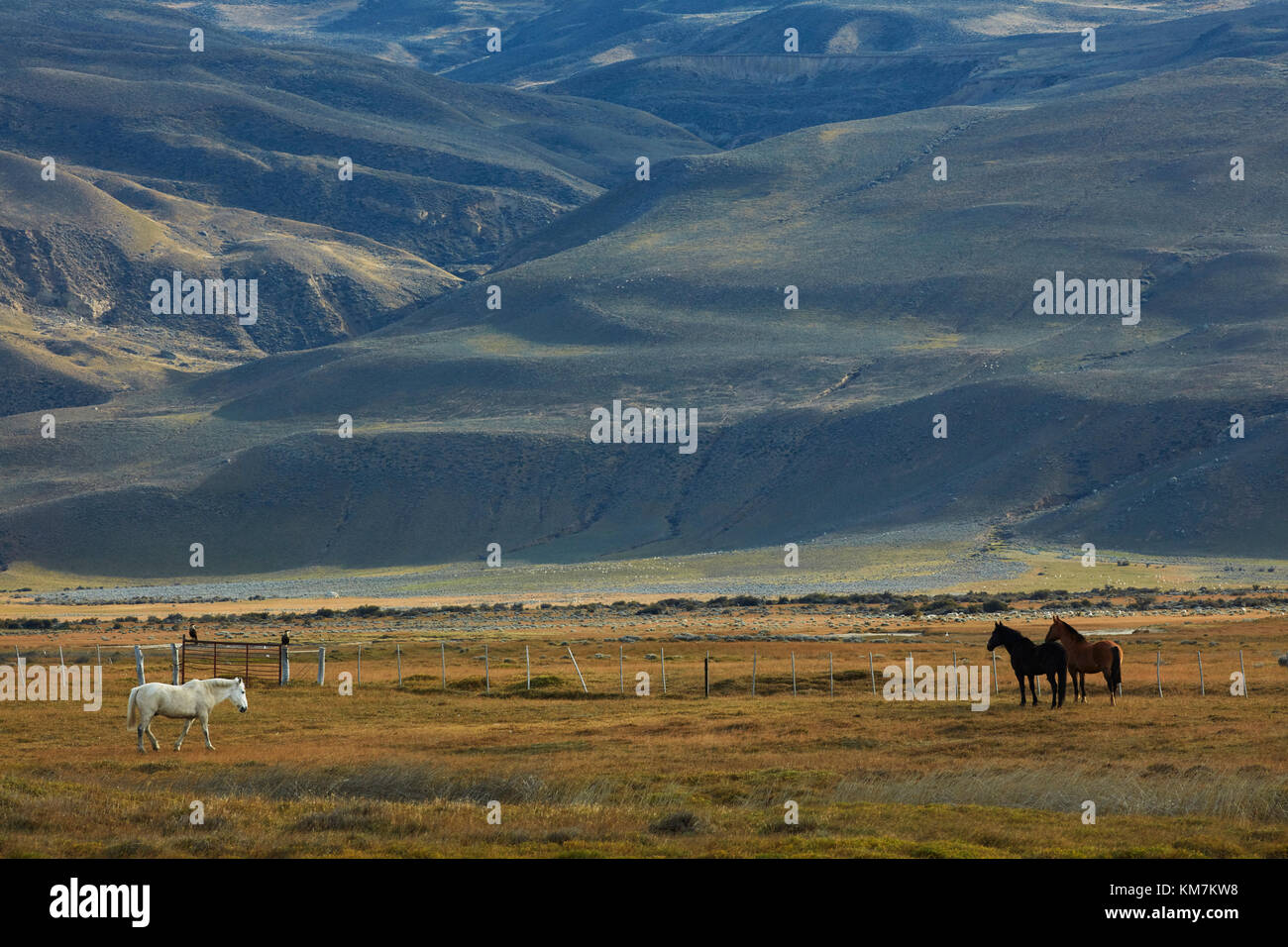 South america plains hi-res stock photography and images - Alamy
