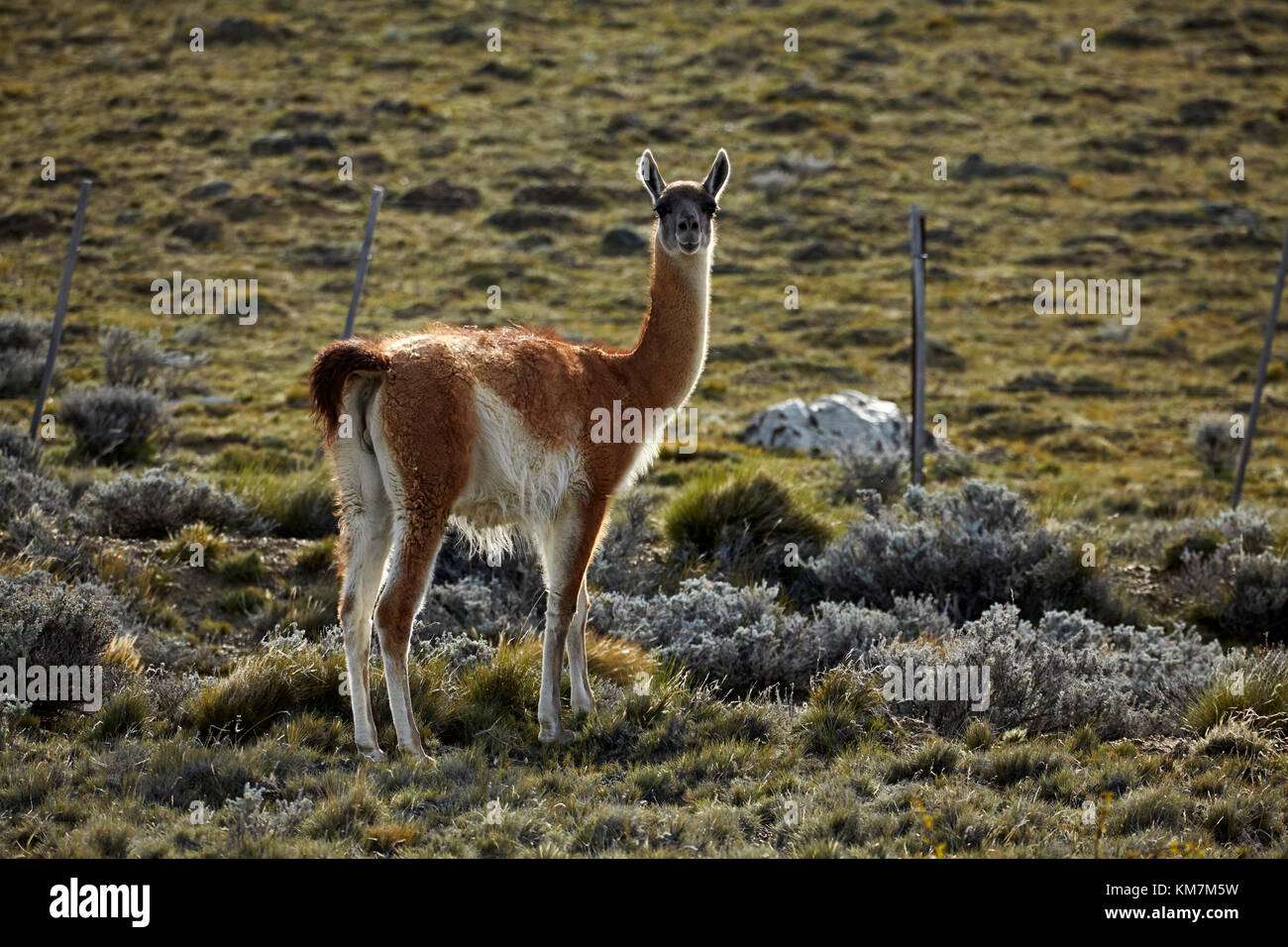 Guanaco (Lama guanicoe), near El Chalten, Patagonia, Argentina, South ...