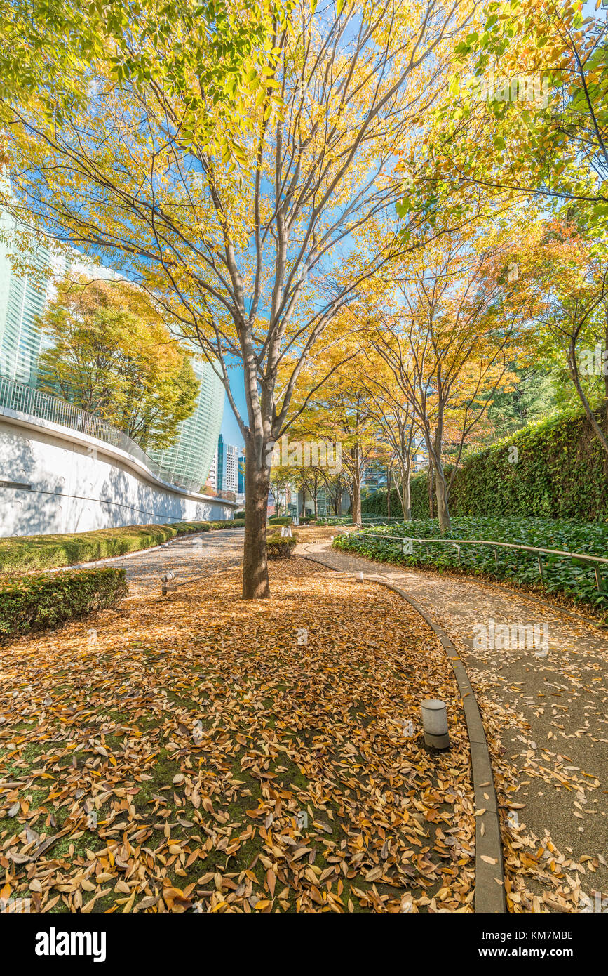 Autumn colors, Fall foliage, path covered by red leaves around Park ...