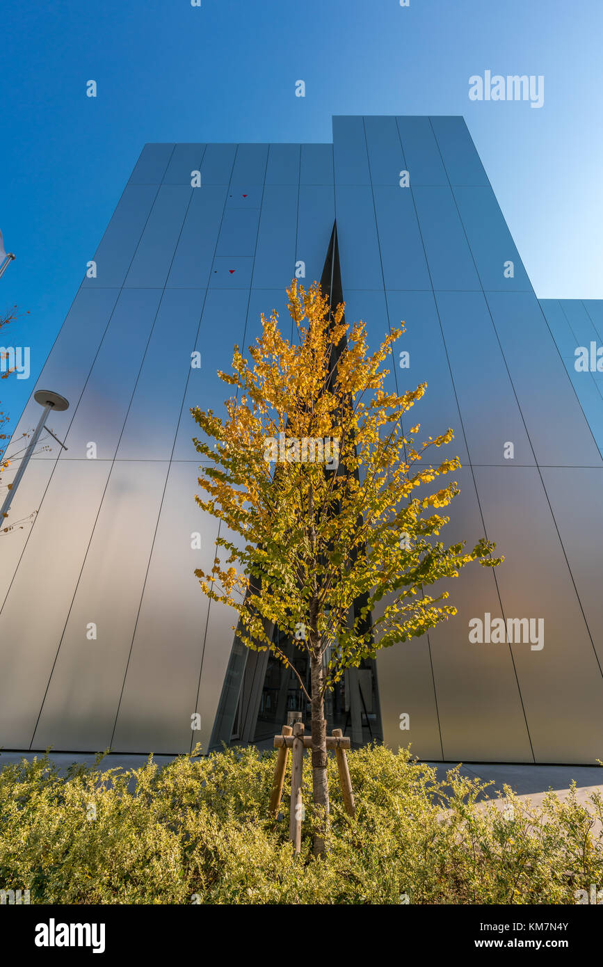 Fall foliage of Ichou or Ginkgo biloba tree in front of Sumida Hokusai ...