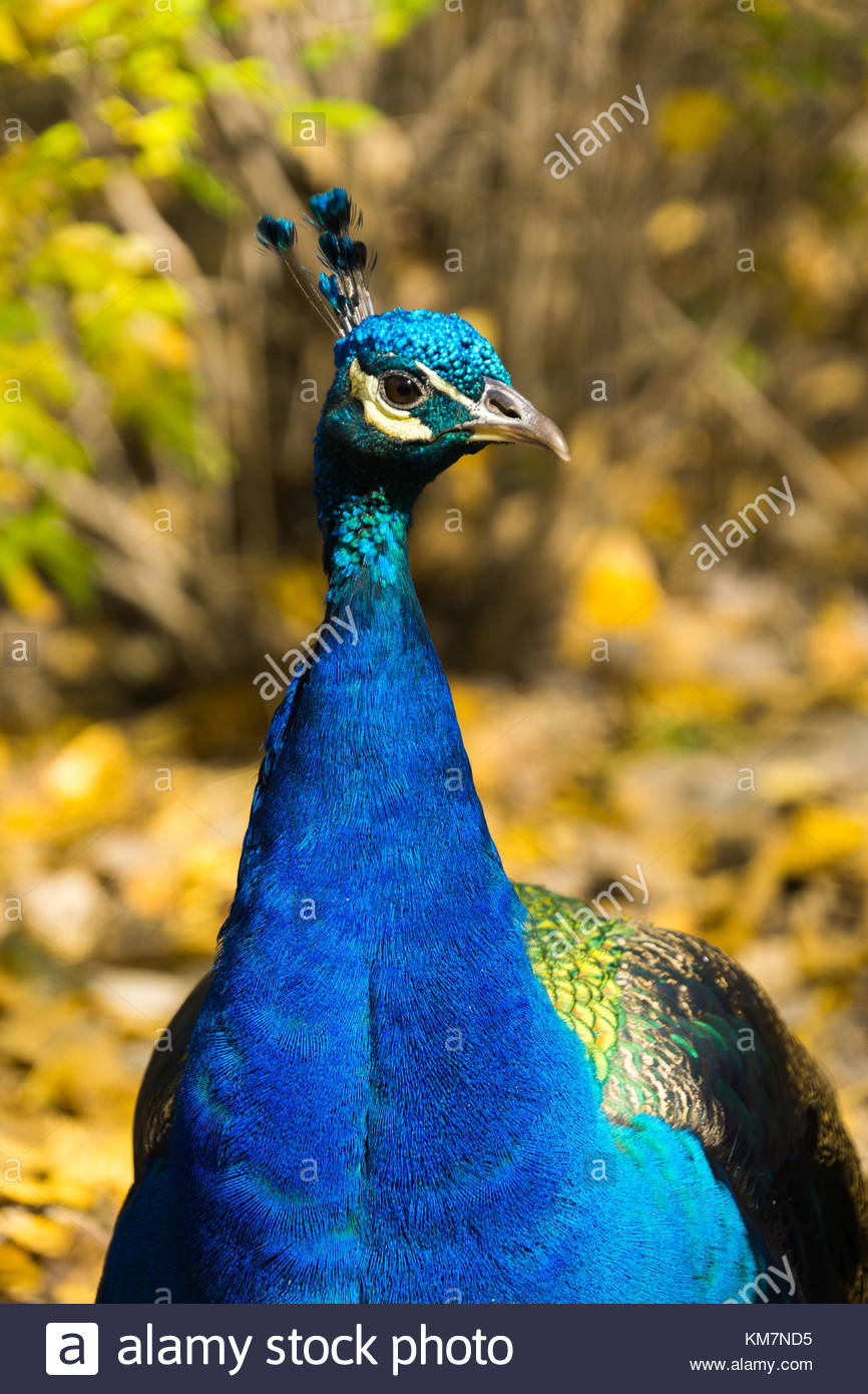 Asian Peacock Stock Photos & Asian Peacock Stock Images - Alamy