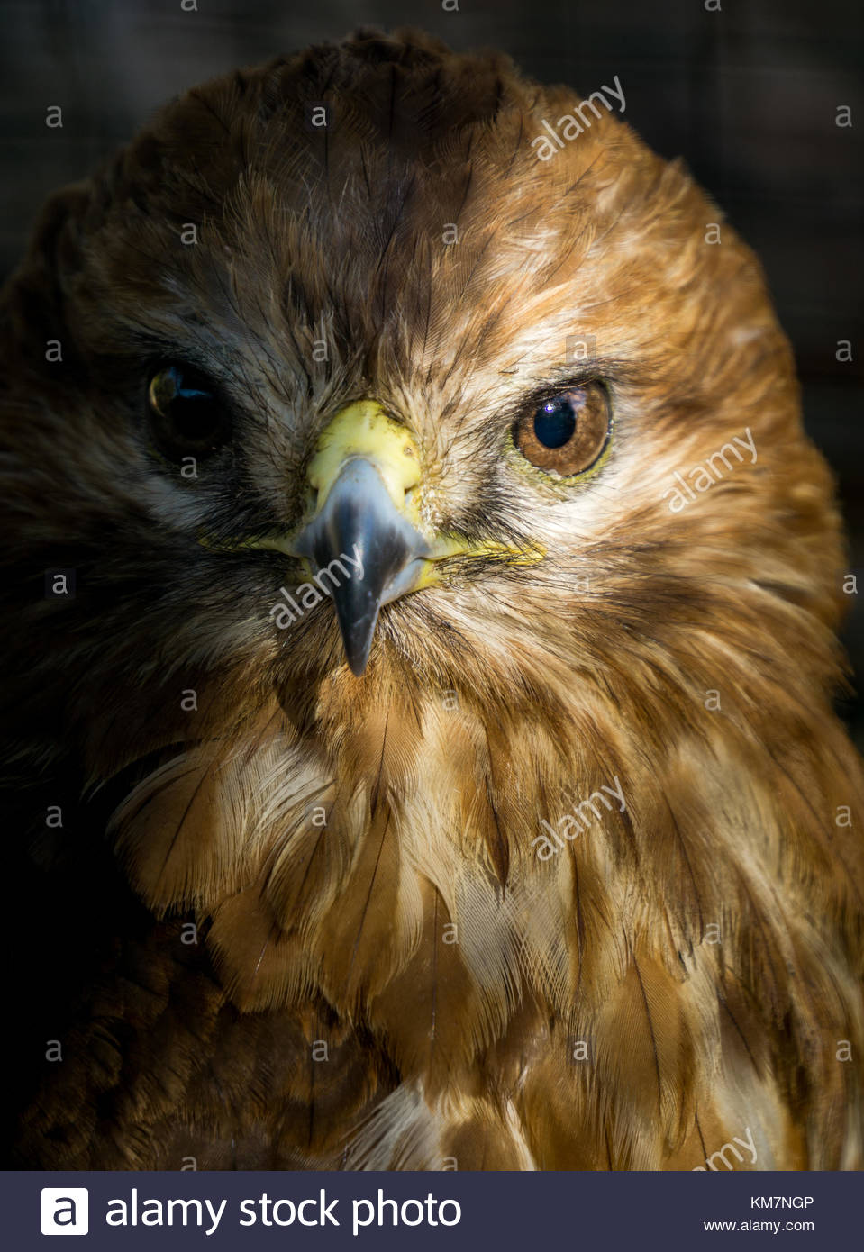 Golden Falcon Stock Photos & Golden Falcon Stock Images - Alamy
