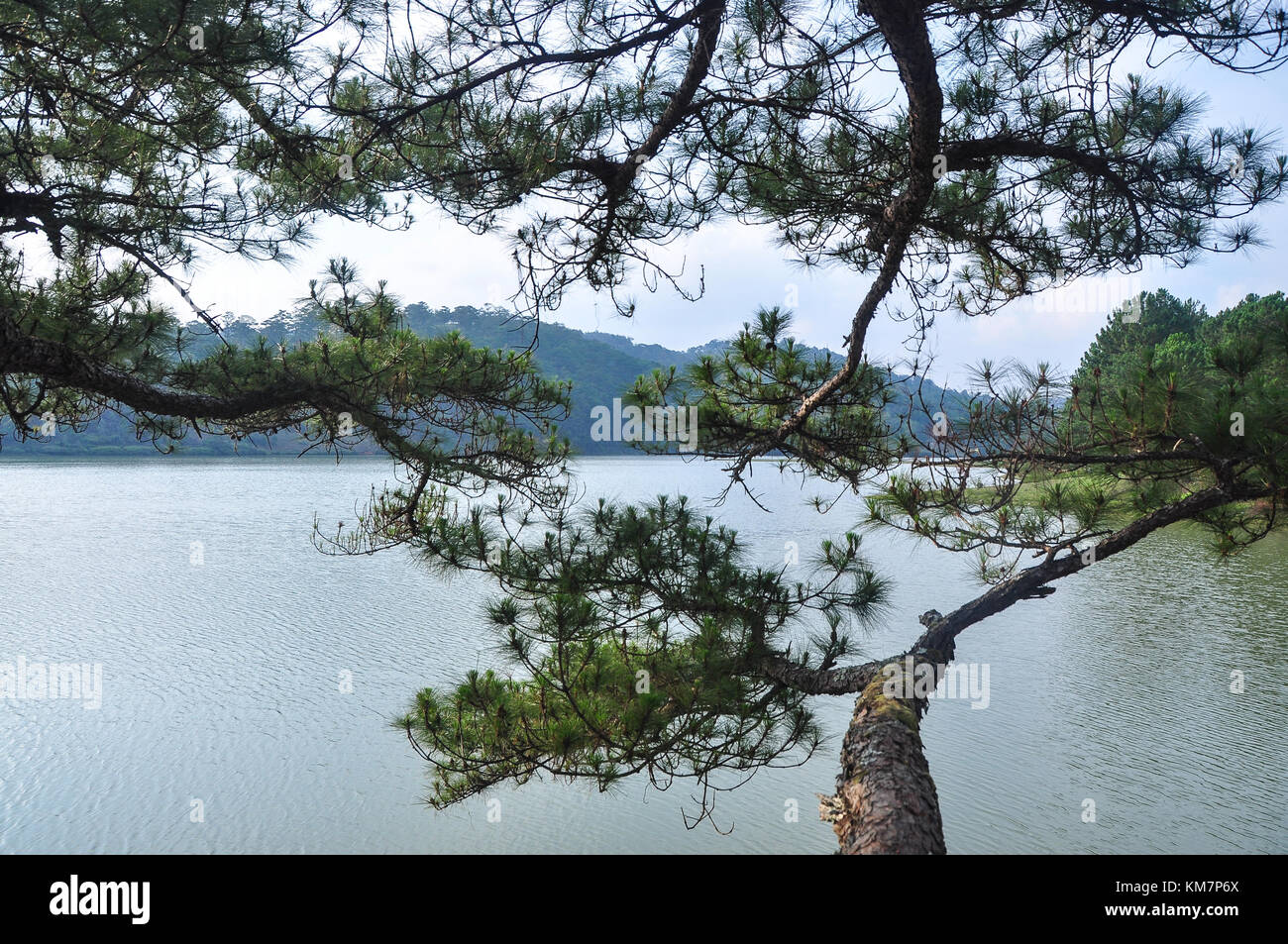Lake Xuan Huong with pine trees at sunny day in Dalat, Vietnam Stock ...