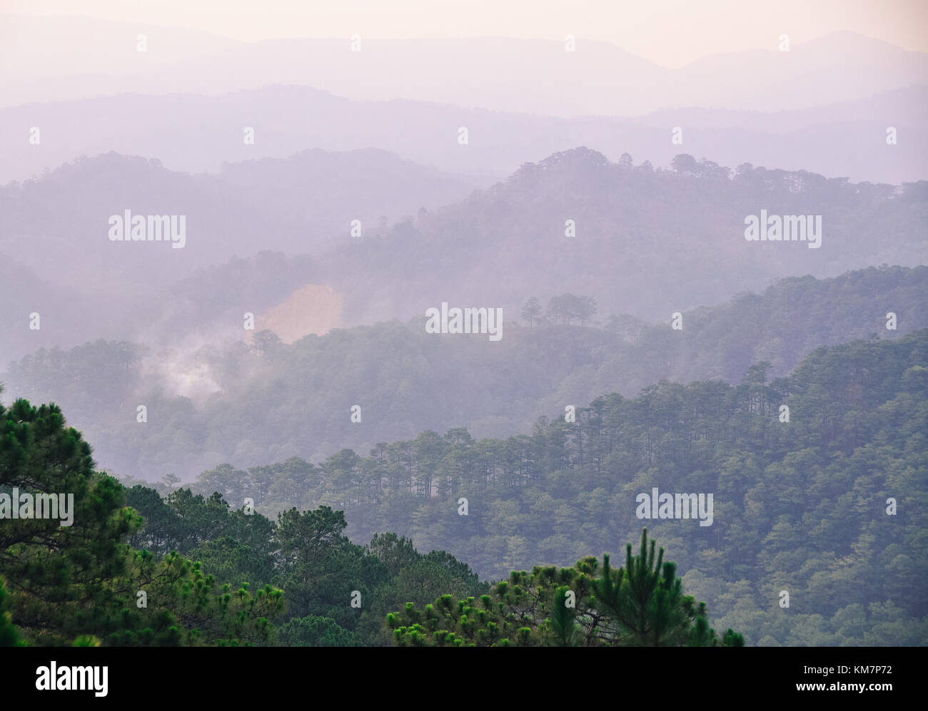 Mountain scenery with pine tree forest at sunrise in Dalat Highland ...