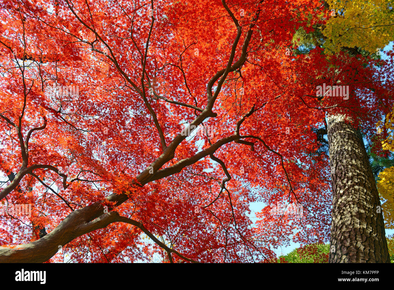 Vibrant Foliage of Japanese maples in Autumn colors with red leaves ...