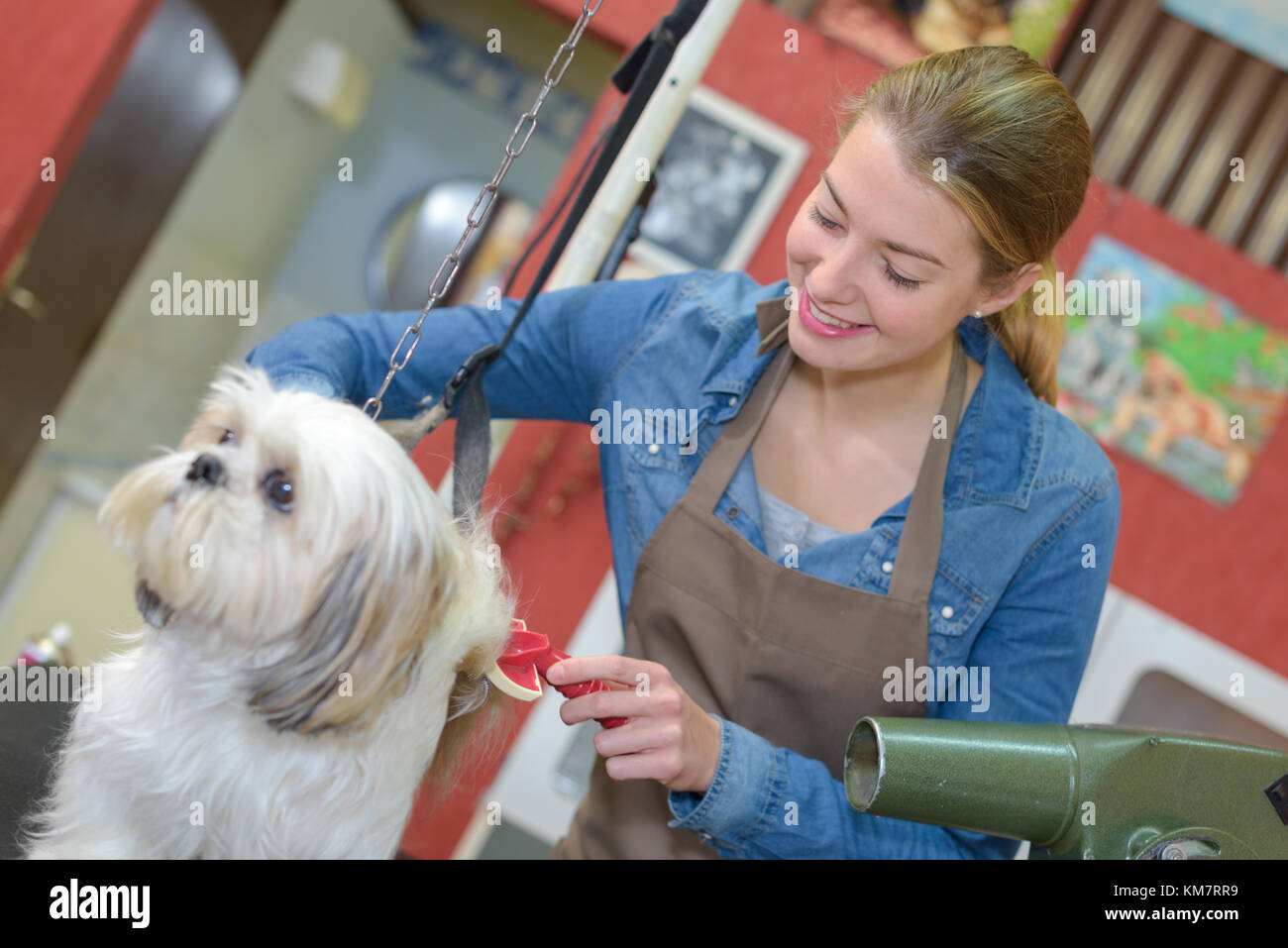 dog getting haircut in dog grooming salon Stock Photo - Alamy