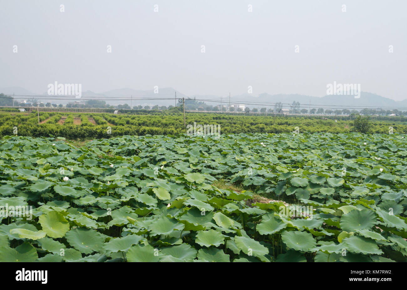 Taro plants in Guilin, China Stock Photo - Alamy