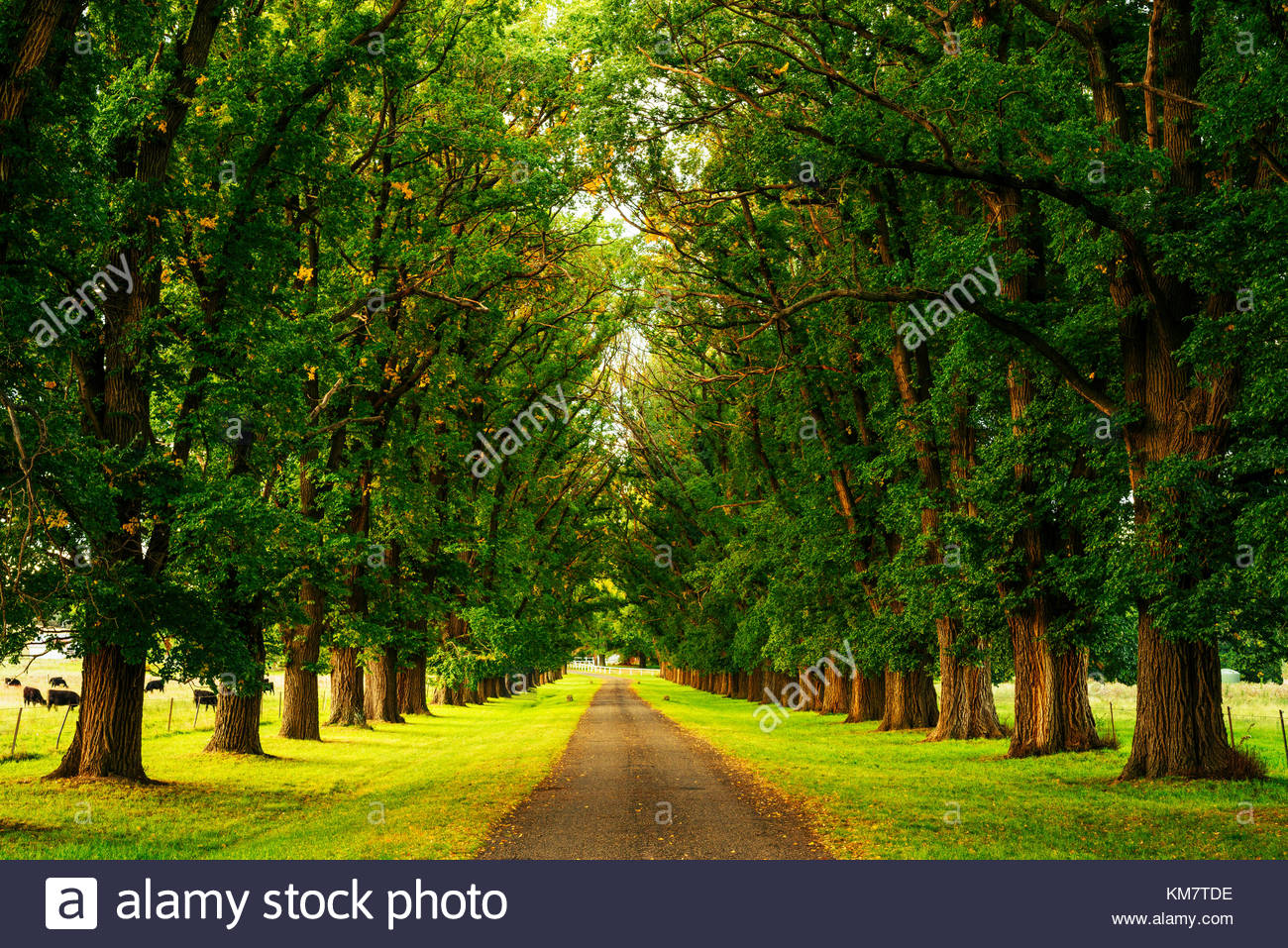 English Elm Stock Photos & English Elm Stock Images - Alamy