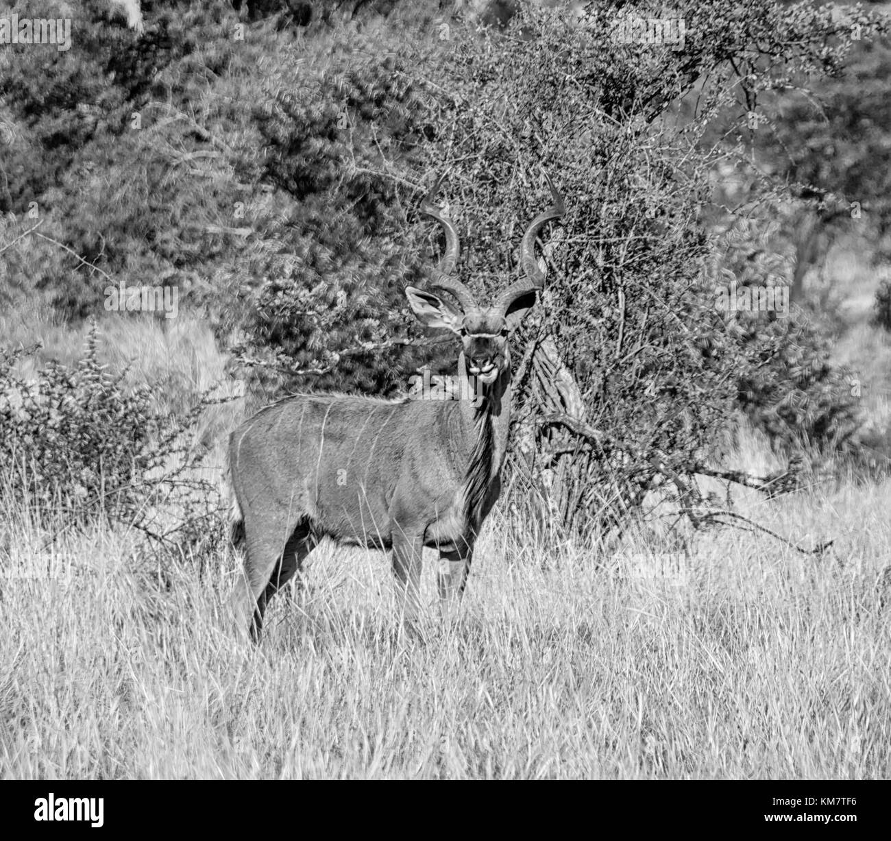 Black bull the horned one Black and White Stock Photos & Images - Alamy