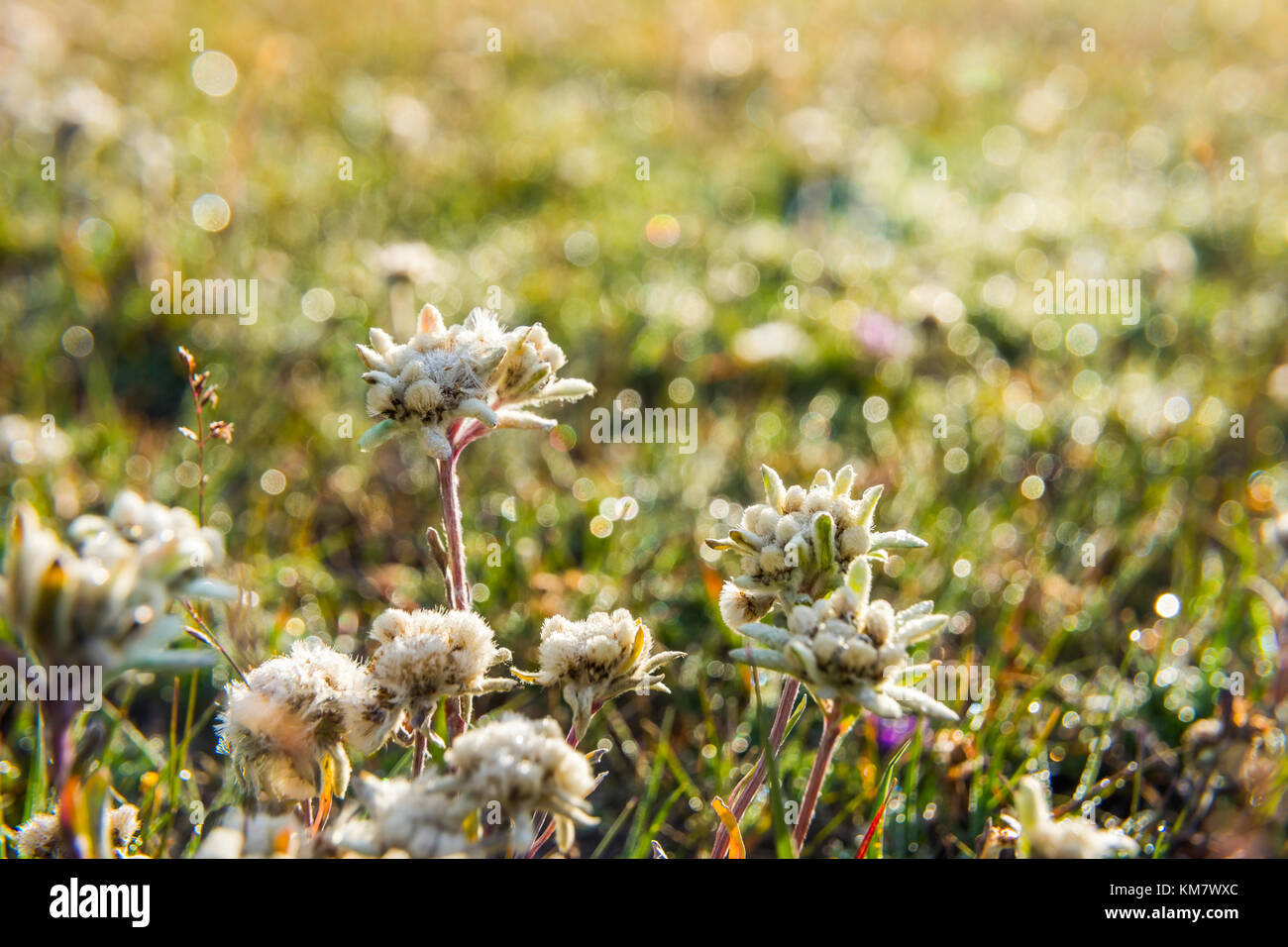 Edelweiss National Flower Switzerland High Resolution Stock Photography ...